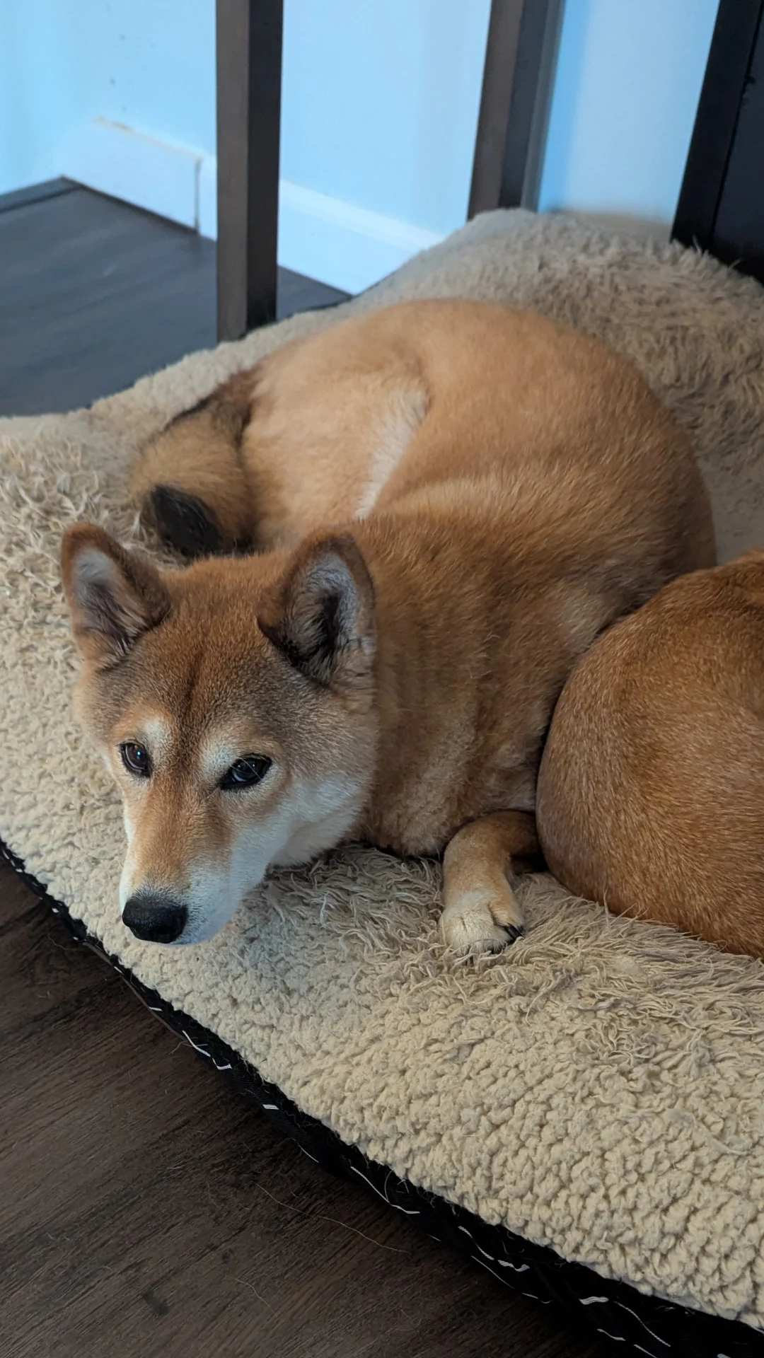 Get your rest Doge | Scrolller