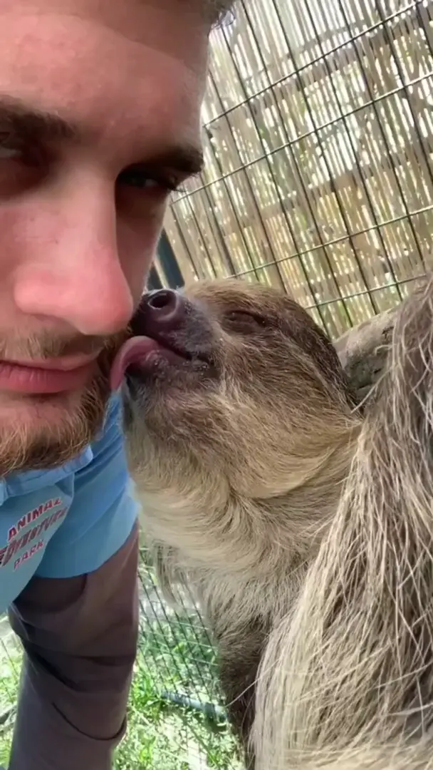 Getting licked by a sloth | Scrolller