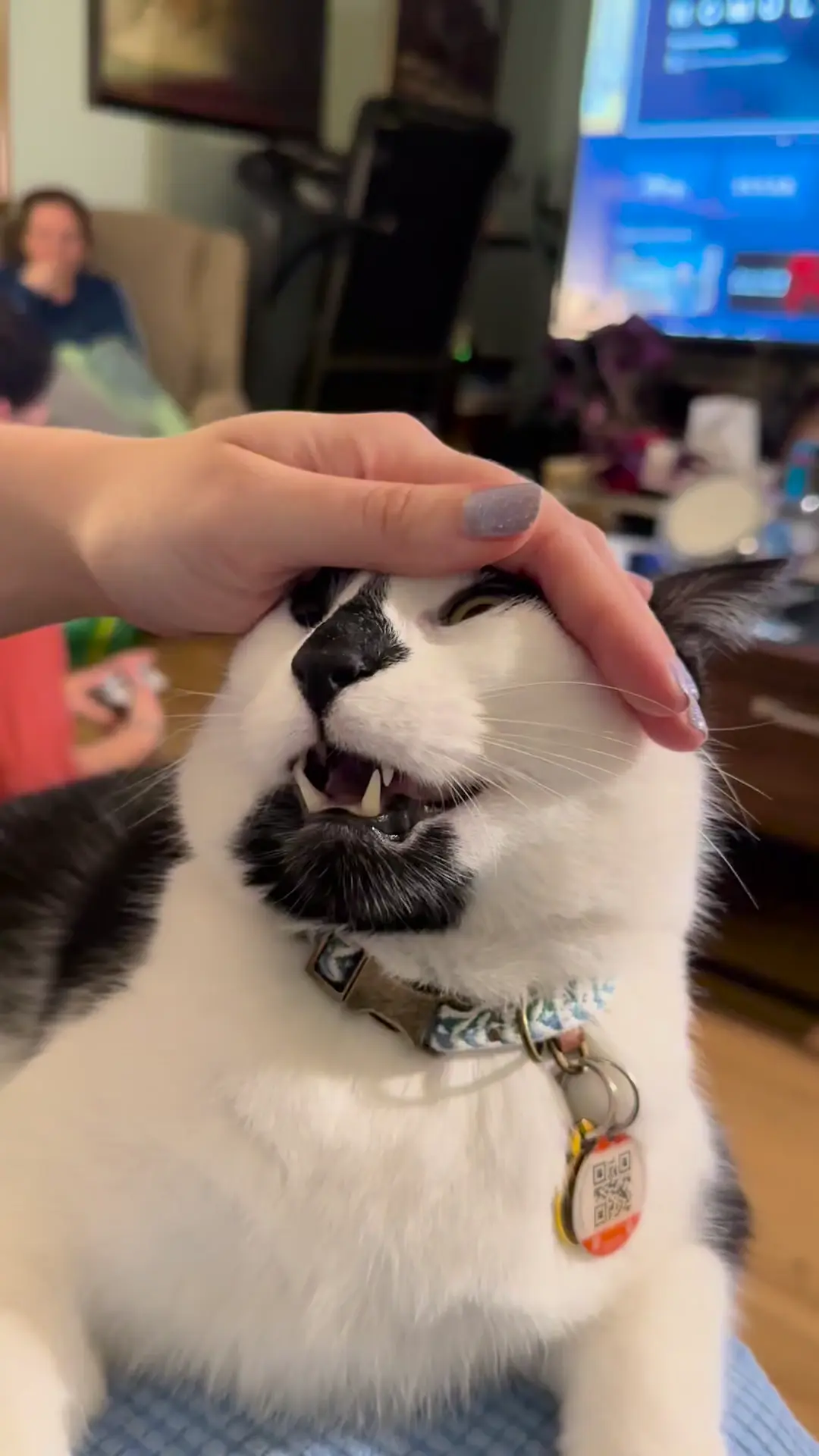 GF’s cat got the BSOD | Scrolller