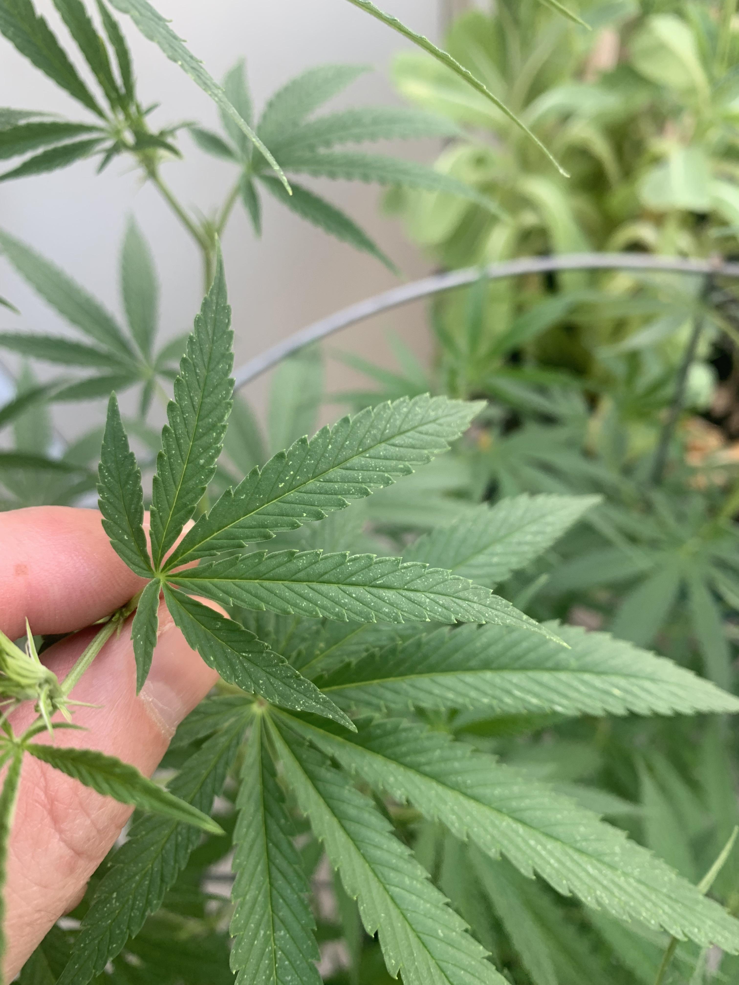 What are the white spots? | Scrolller