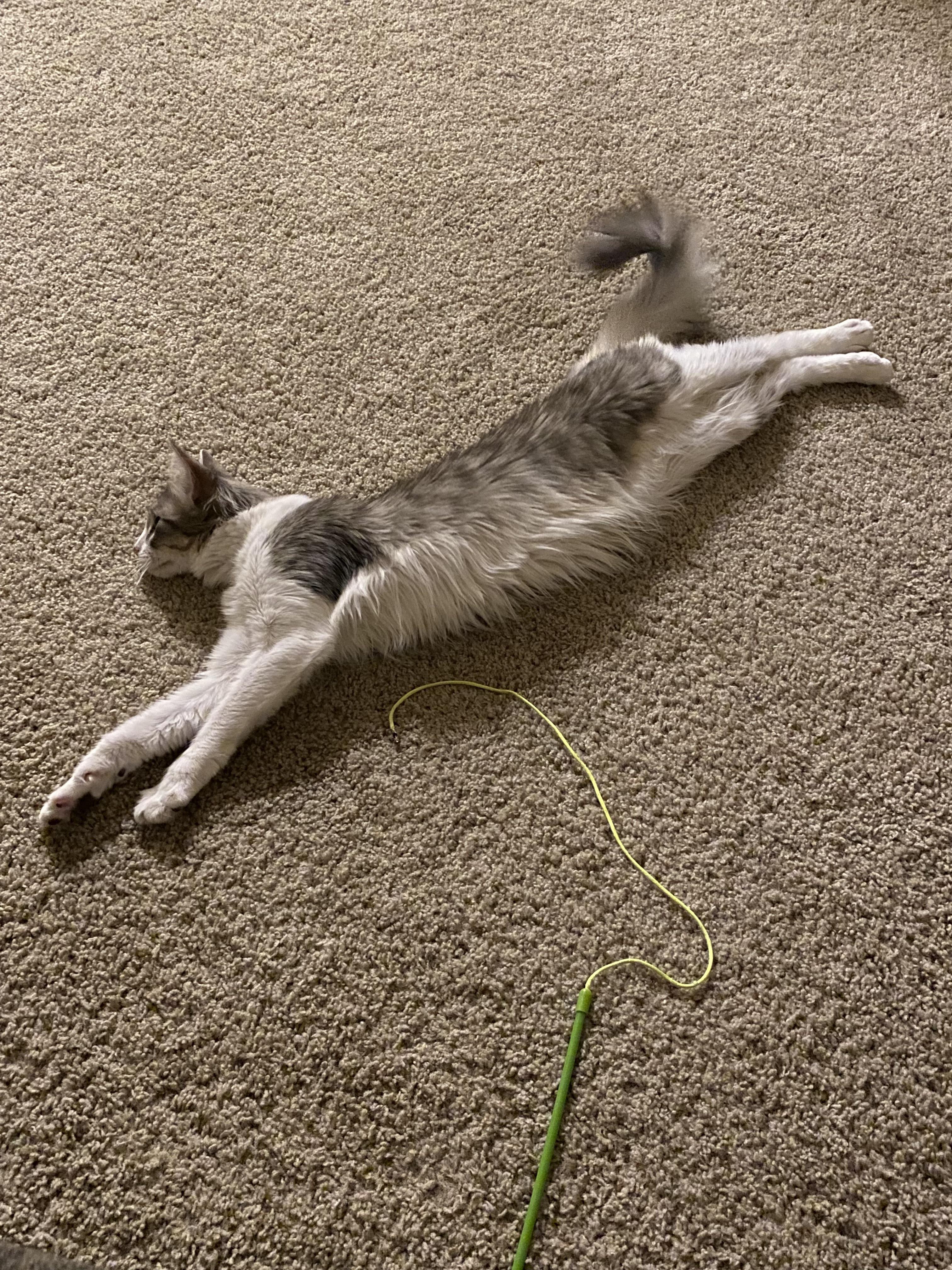 (OC) Pumpkins stretching process is so adorable | Scrolller