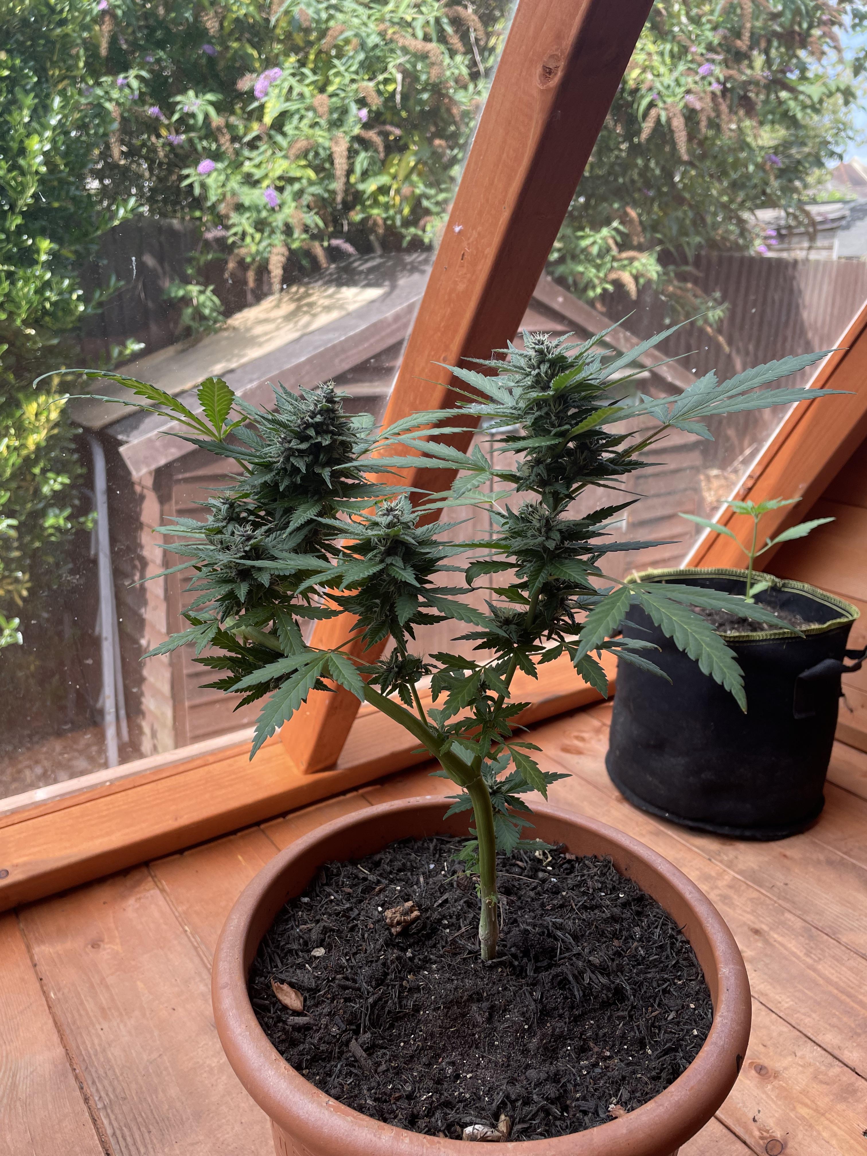 Bonsai !!!! | Scrolller