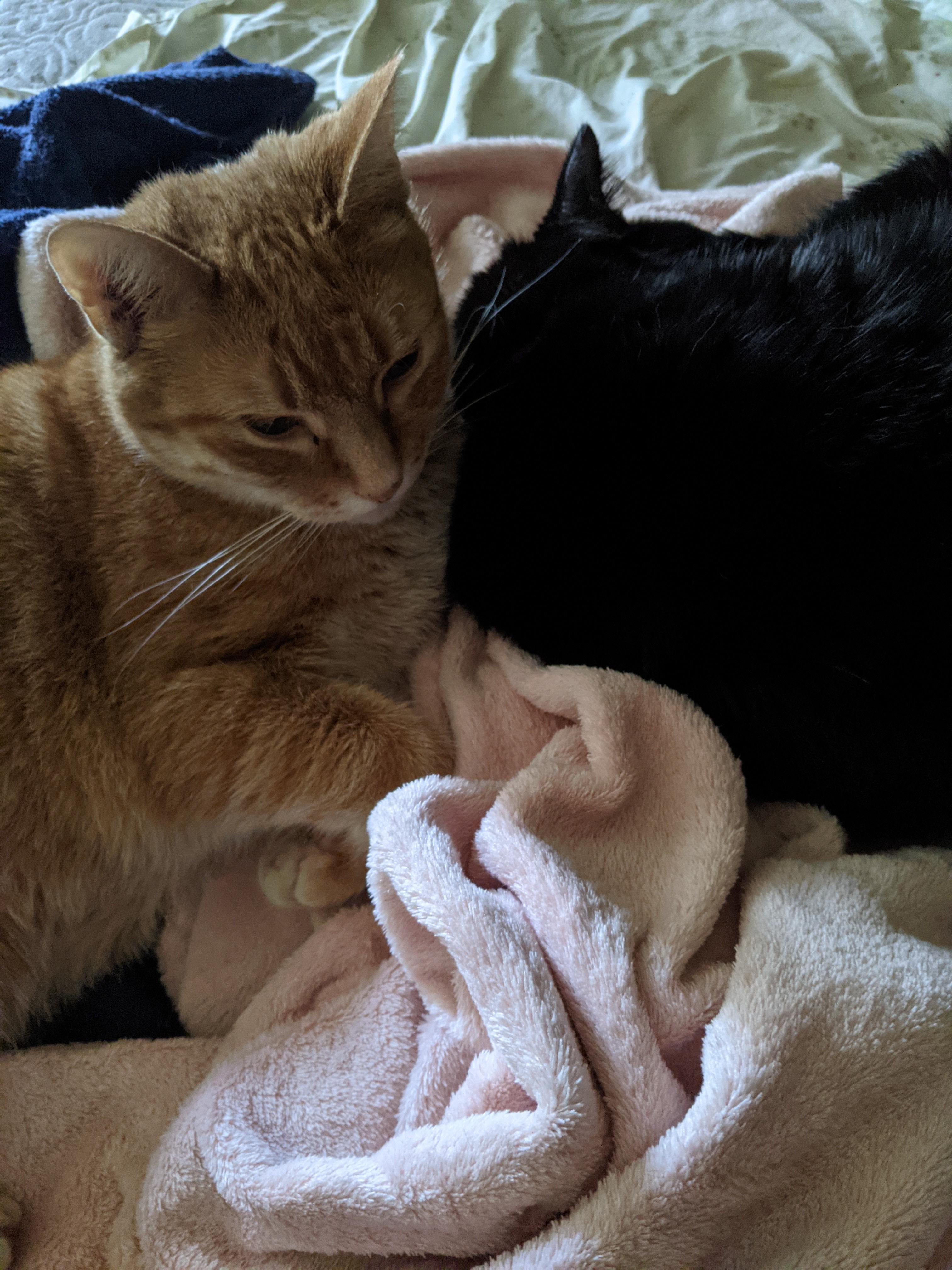 More Jacob and Lucipurr | Scrolller