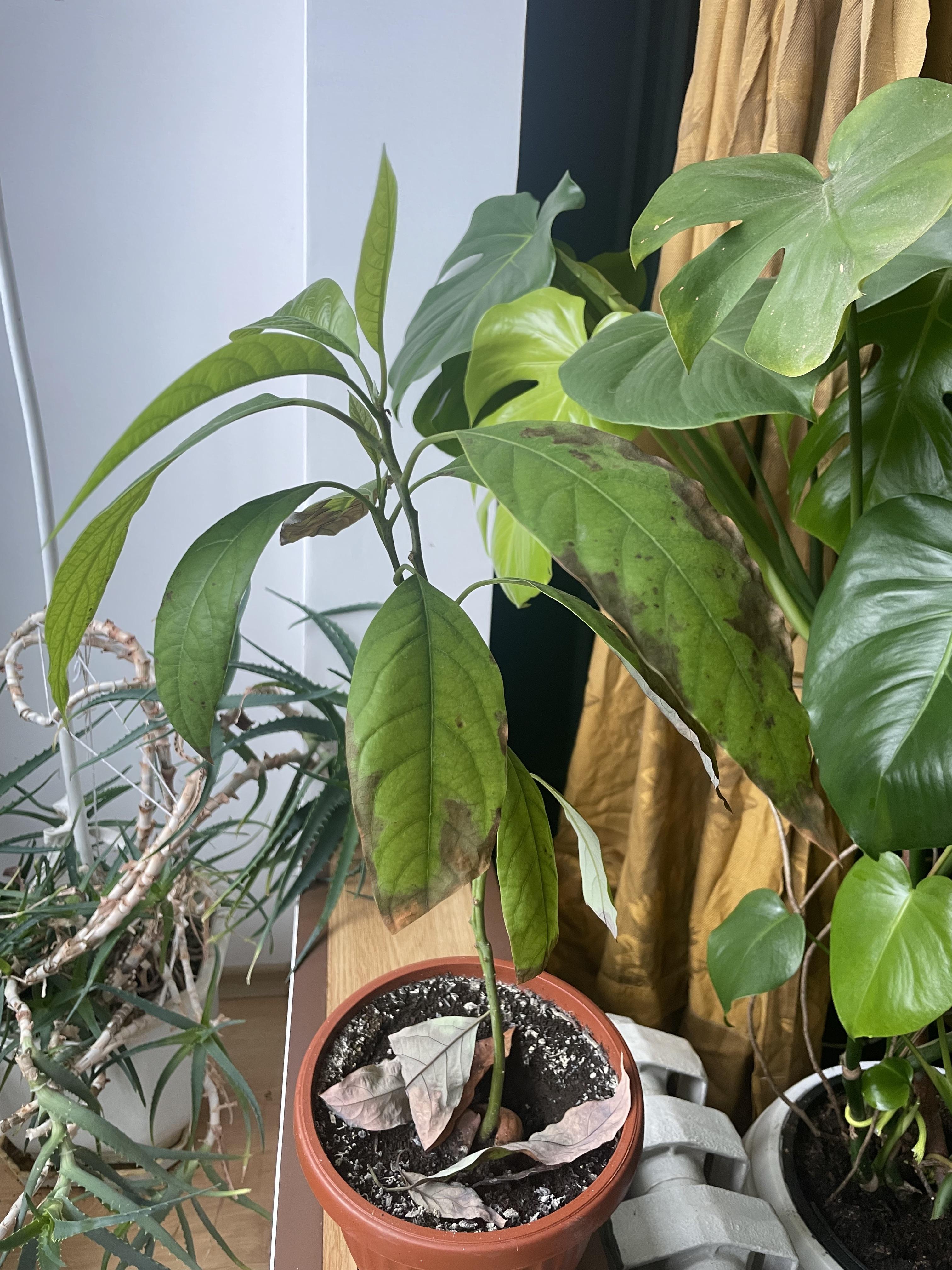 What’s wrong with my avocado? | Scrolller