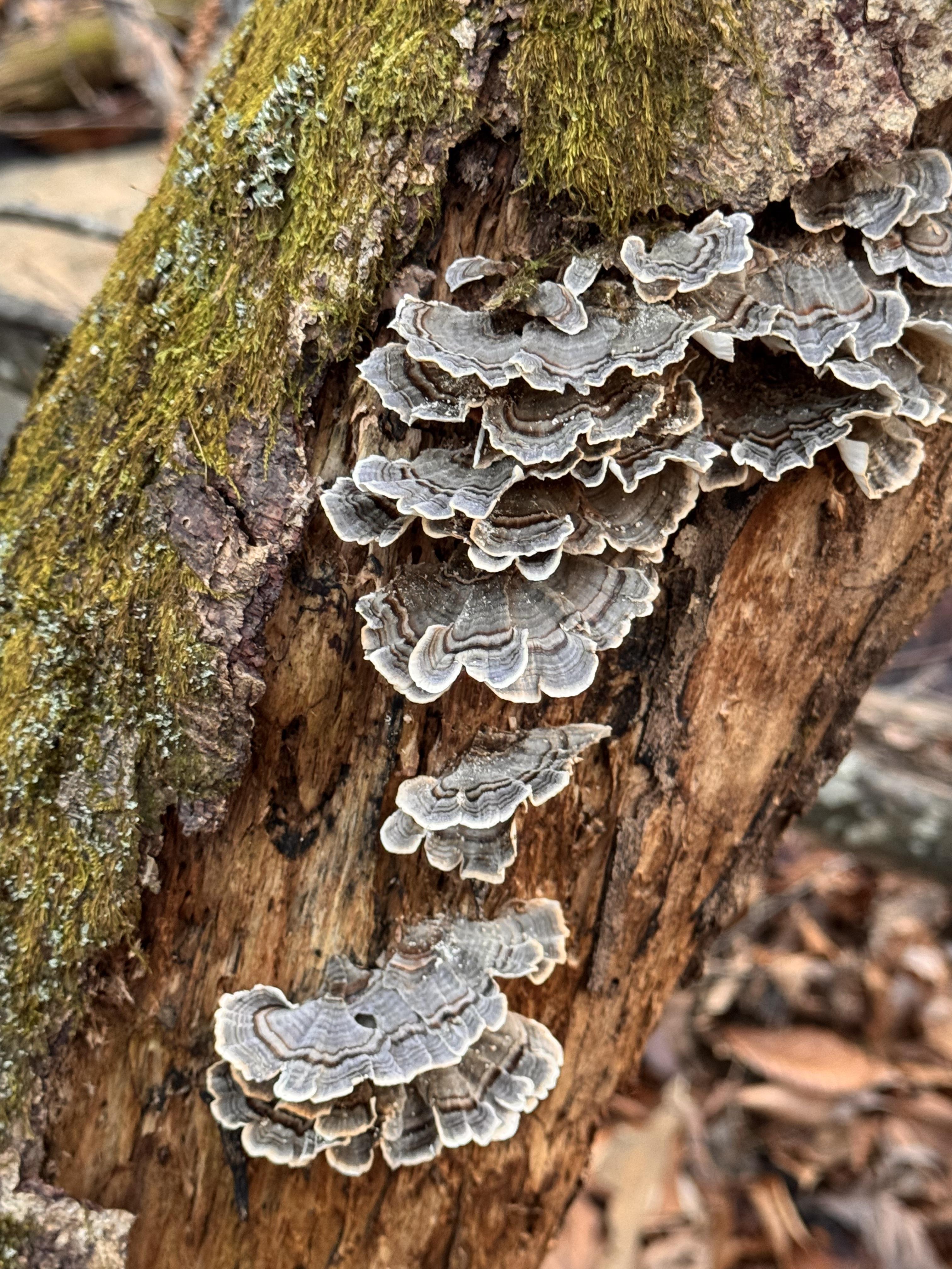 Oyster and Turkey tail mushrooms | Scrolller