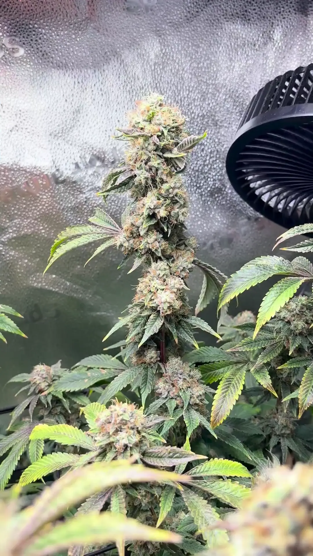 Ghost og | Scrolller