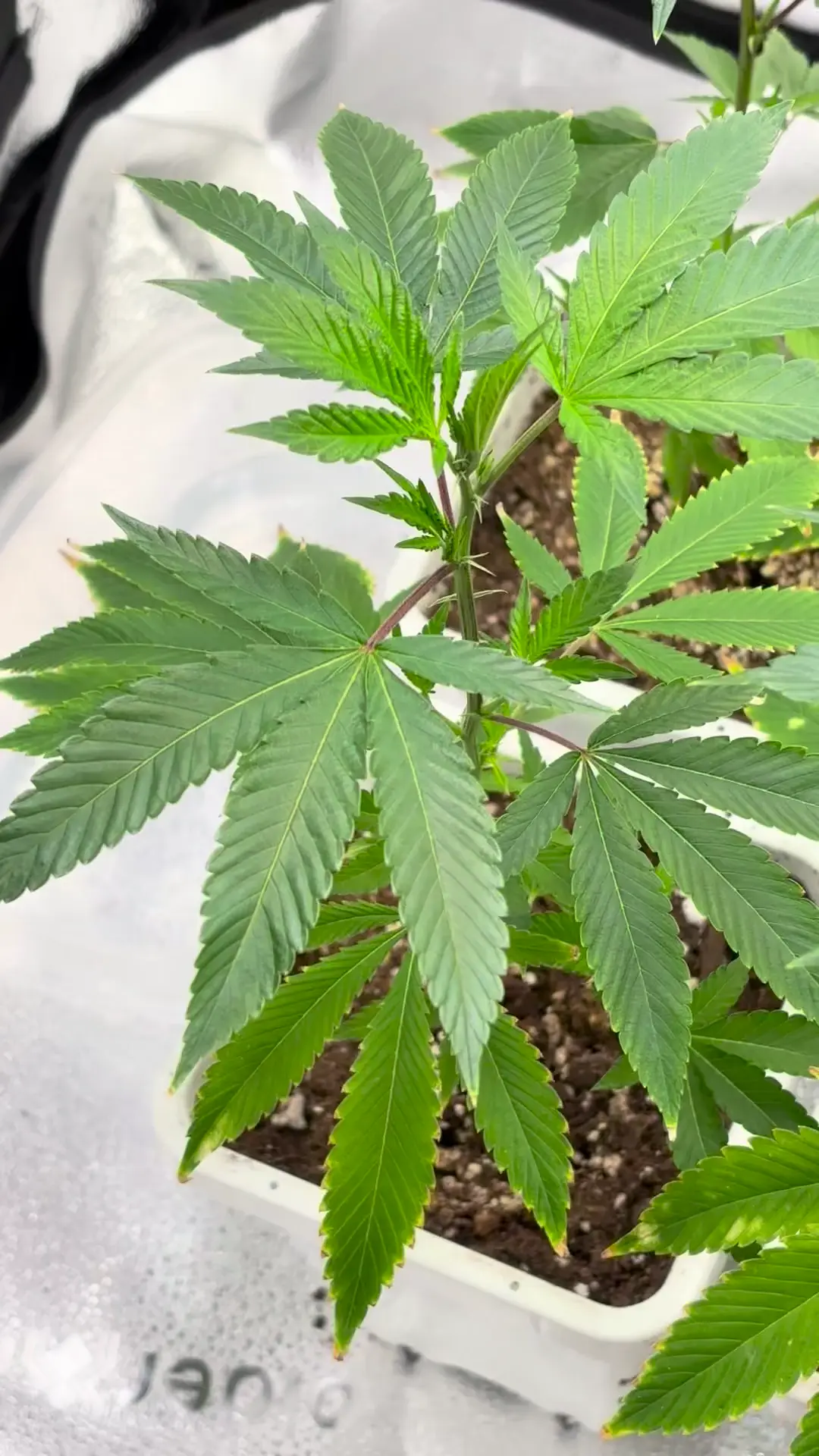Ghost og day 11 of veg is this a potassium deficiency? | Scrolller