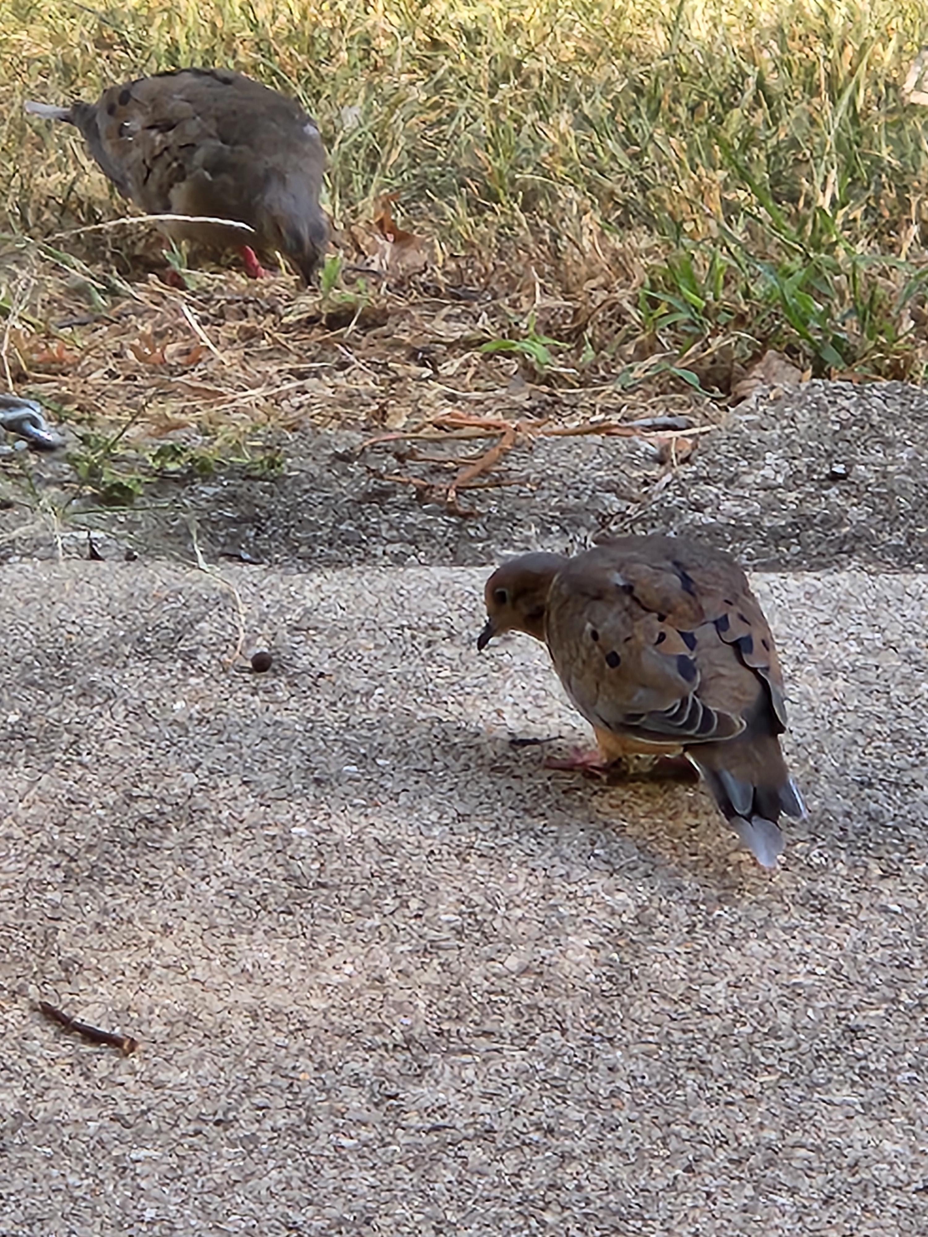 Seen in Ohio | Scrolller