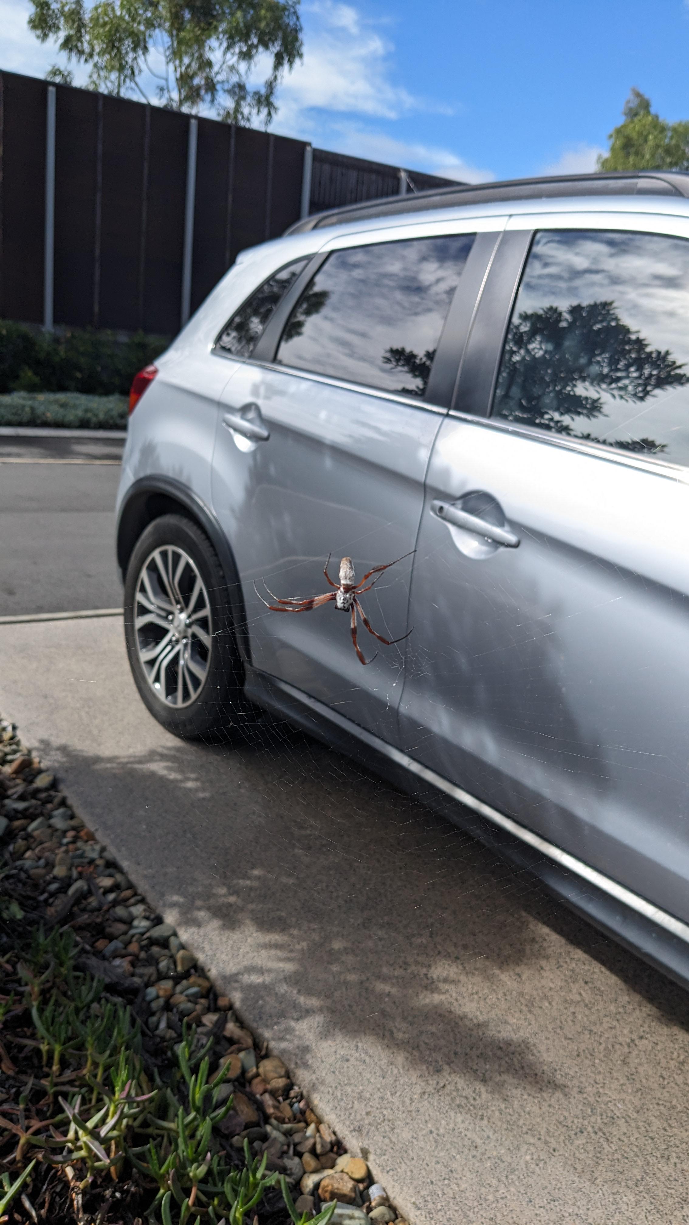 Giant Australian Spider | Scrolller