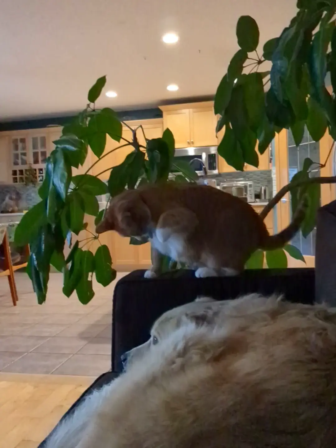 Ginger pressing his luck | Scrolller