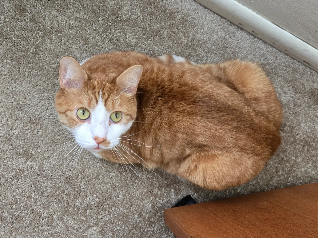 Gingerbread loaf | Scrolller