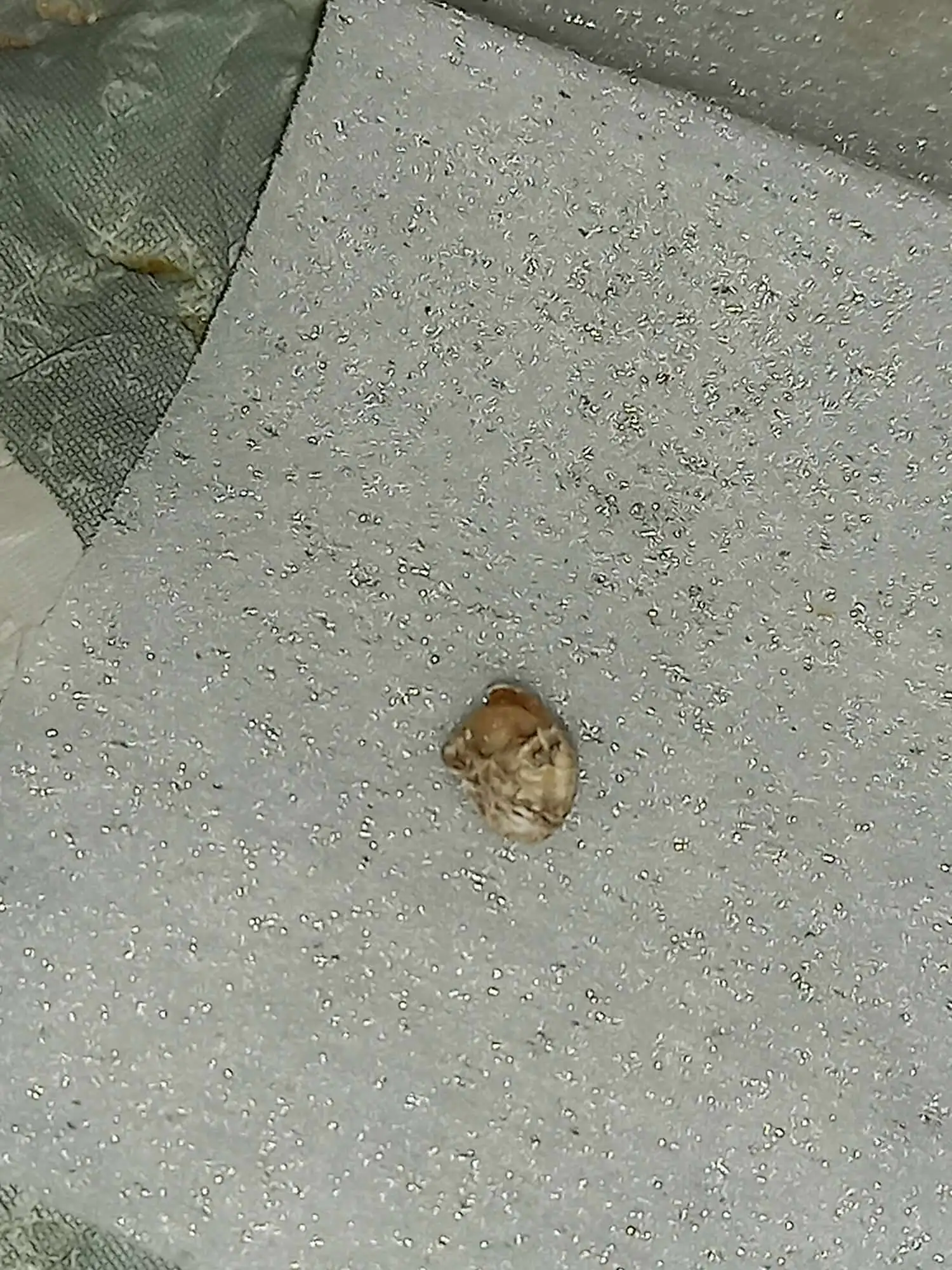 Girlfriend dug this out from a lump on her arm | Scrolller