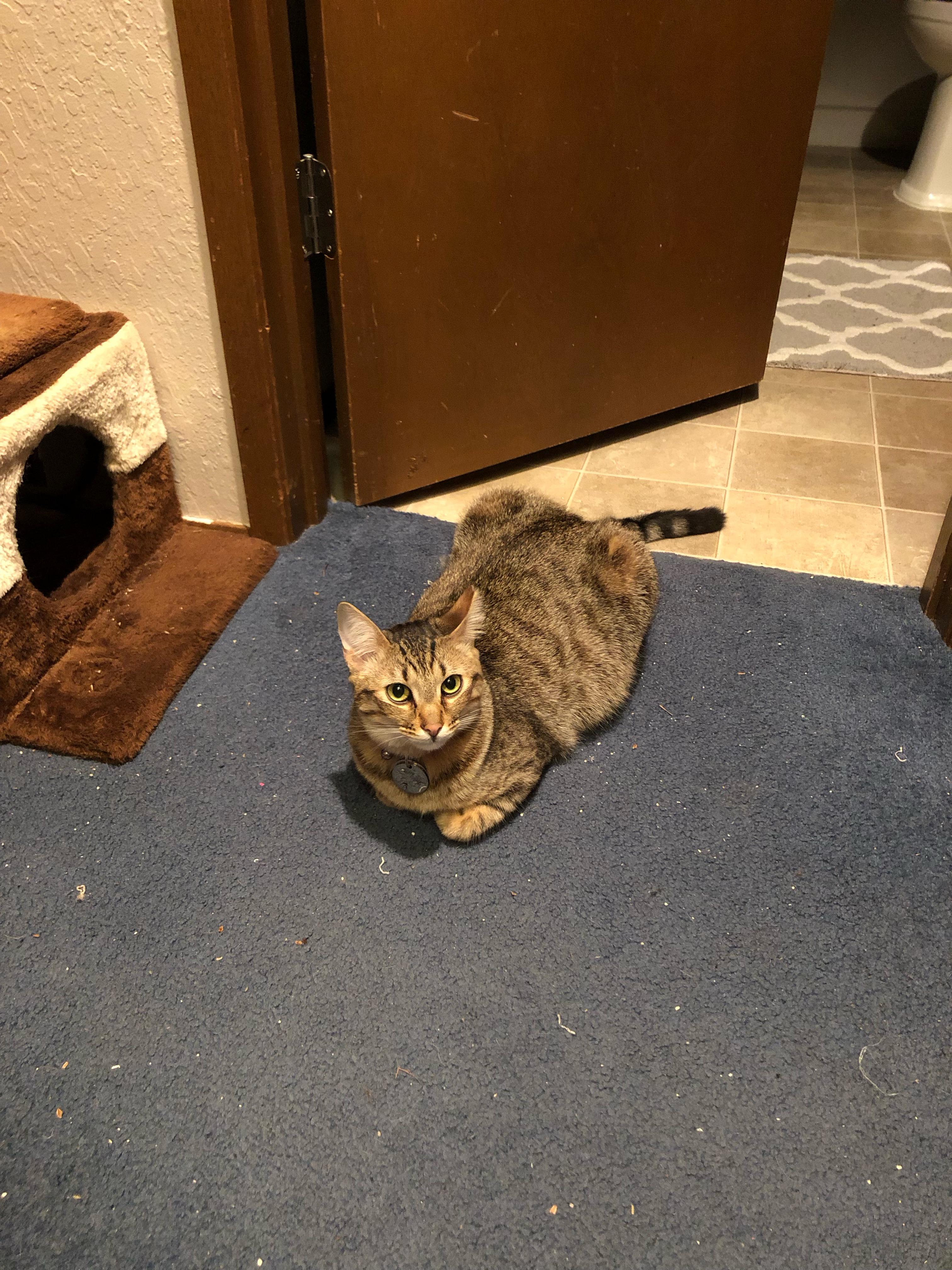 Girly loaf | Scrolller