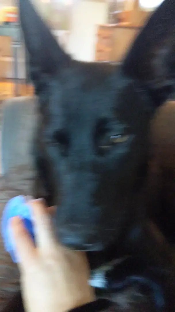 give brushy brushy, get kissy kissy | Scrolller