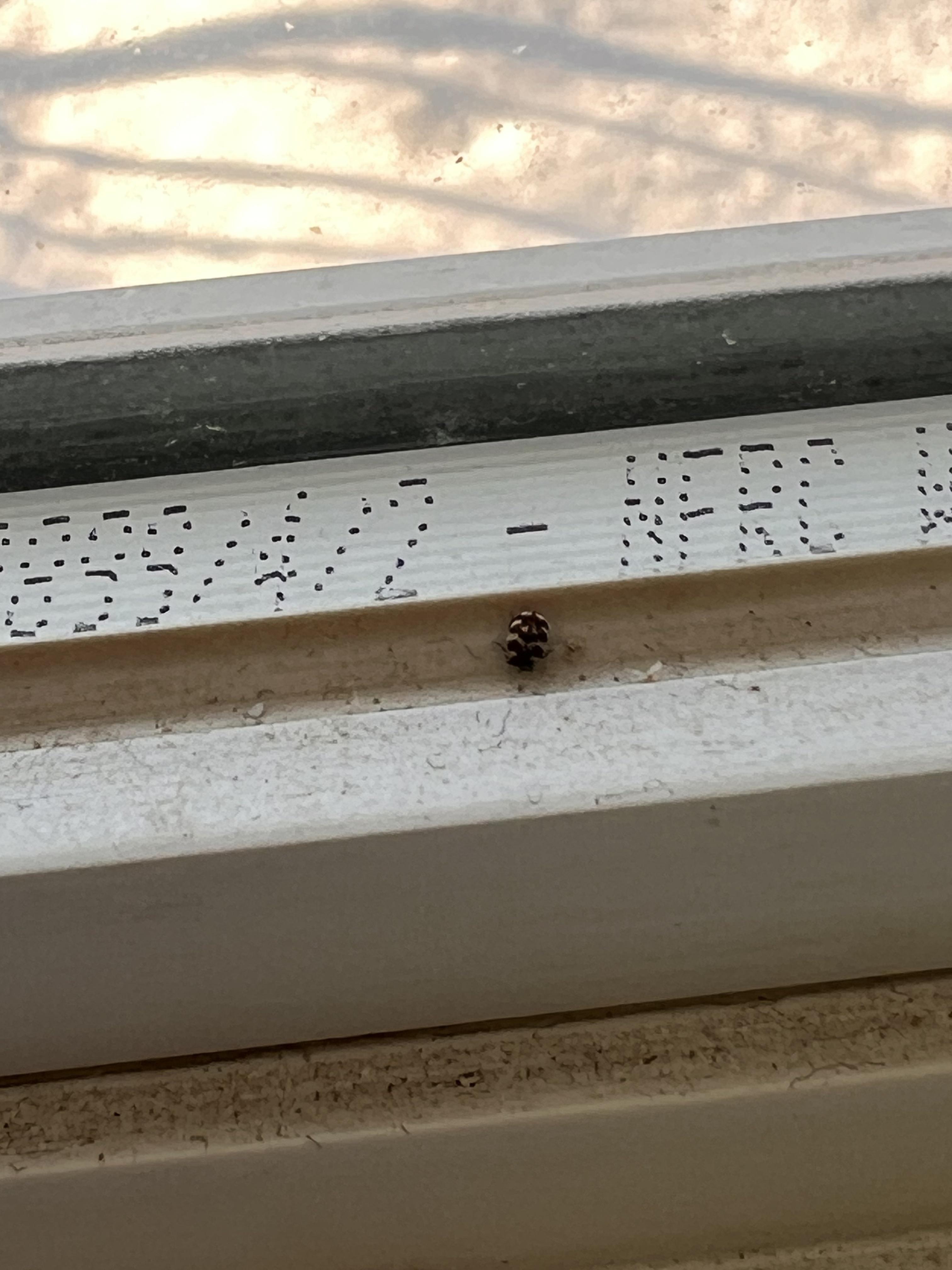 Bug identification! | Scrolller