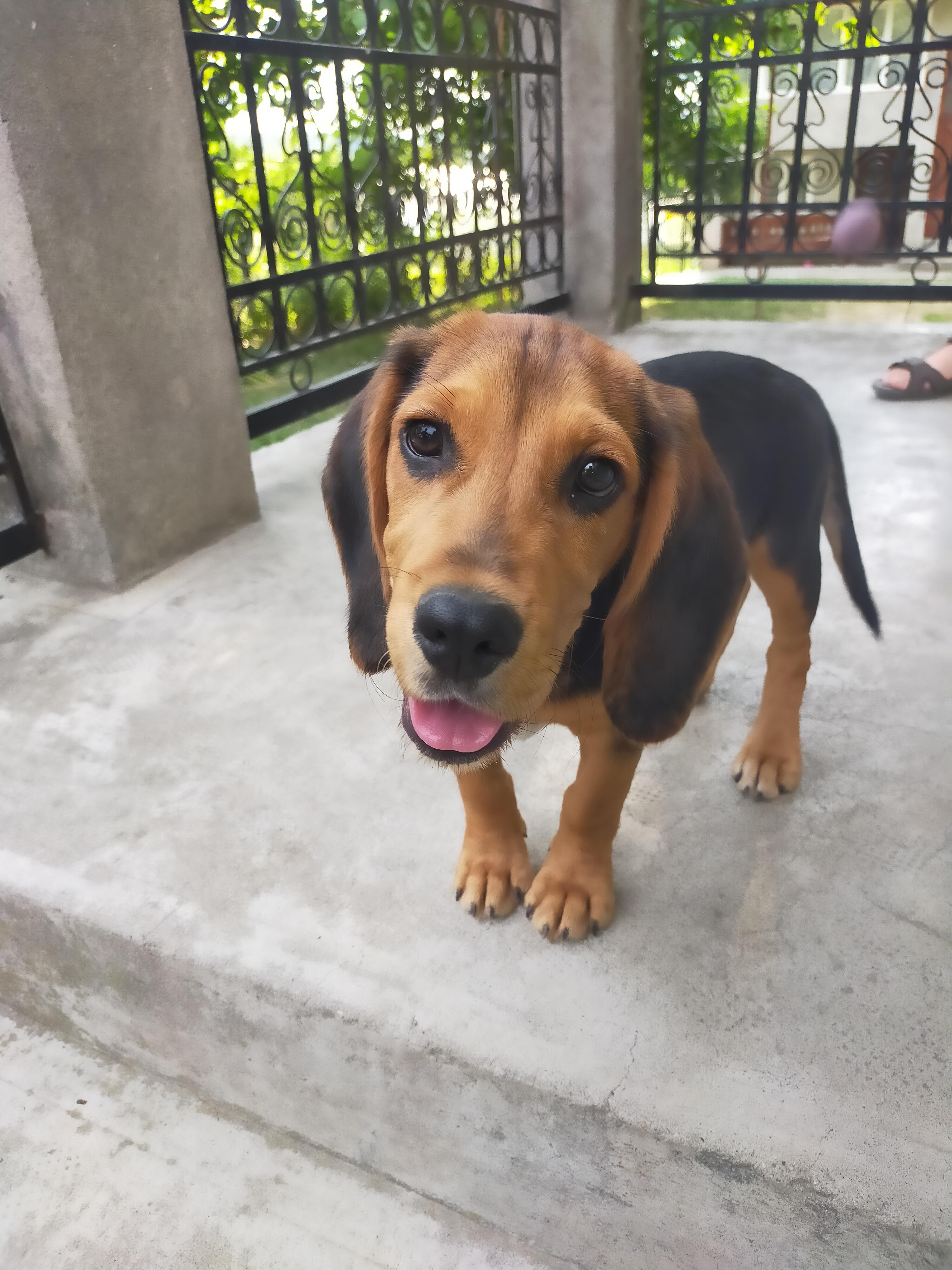 My cute puppy | Scrolller