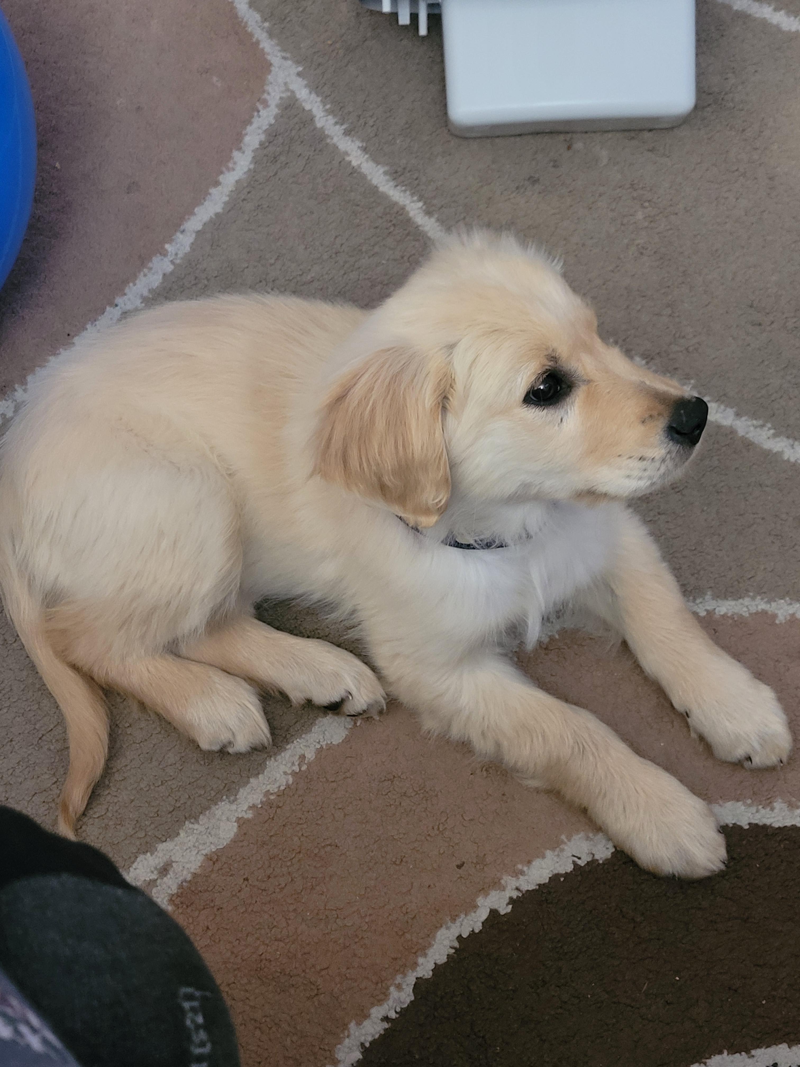 Meet Scout | Scrolller