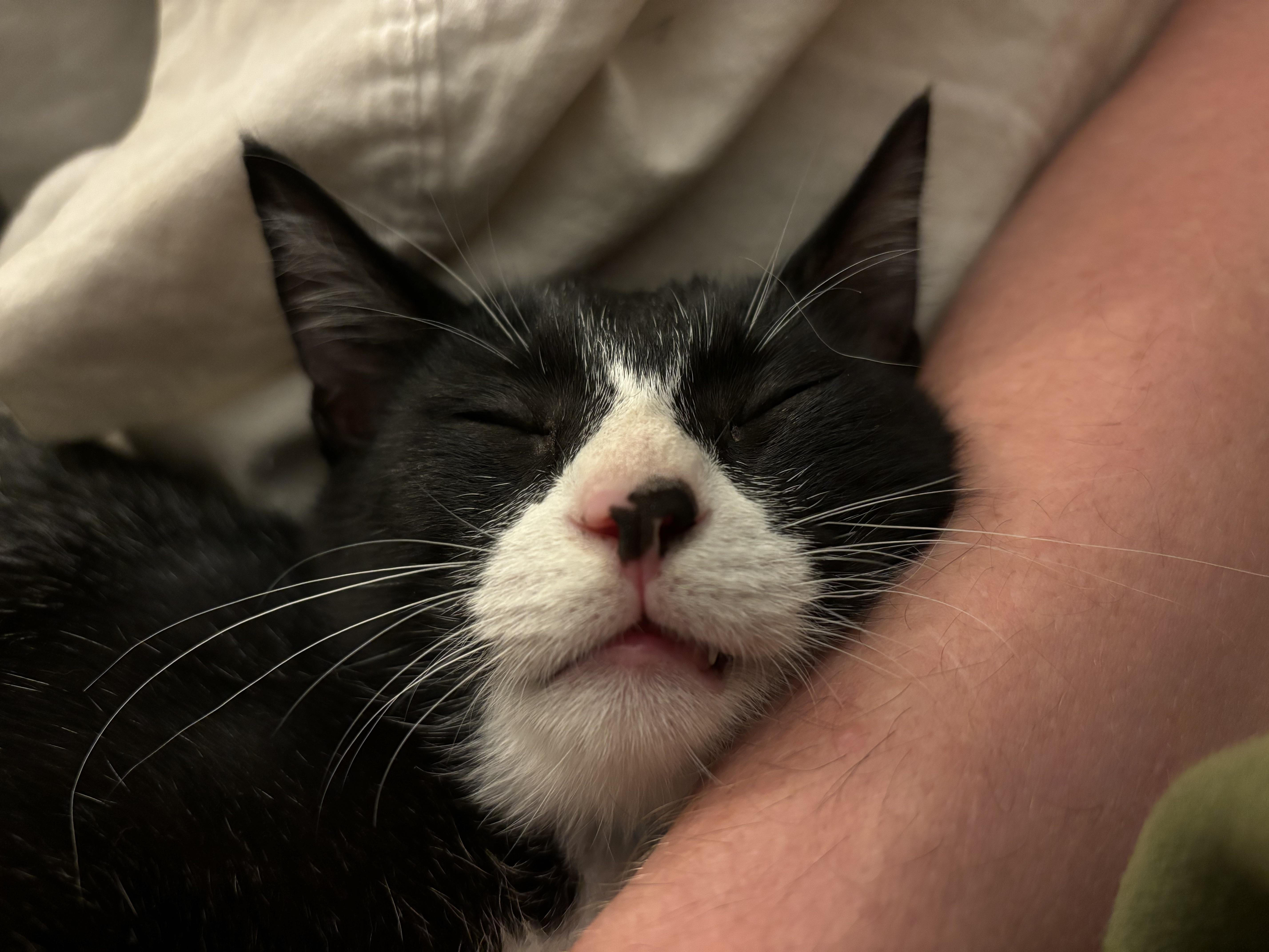 Snuggles and tooth | Scrolller