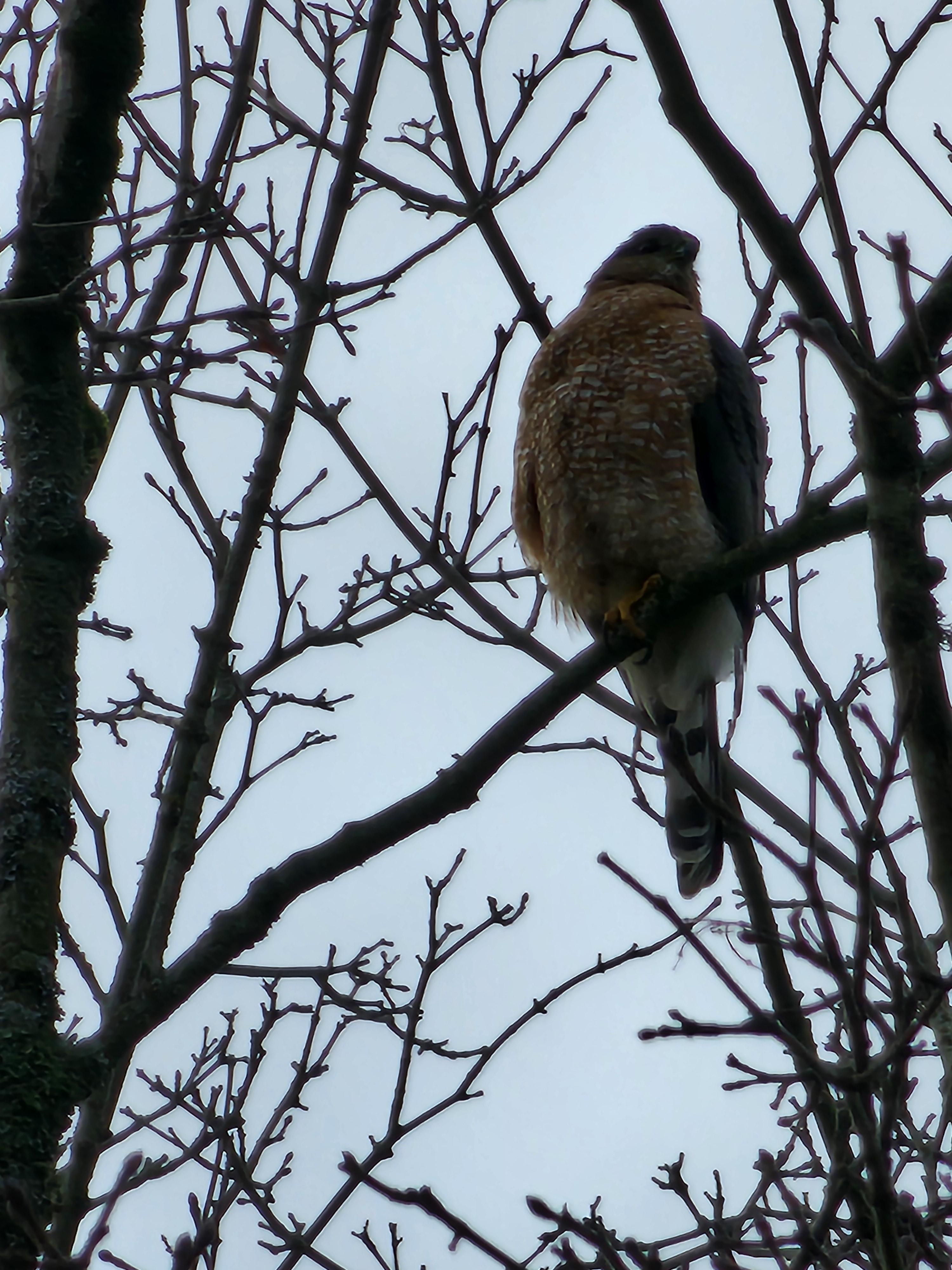 N Van hawk? | Scrolller