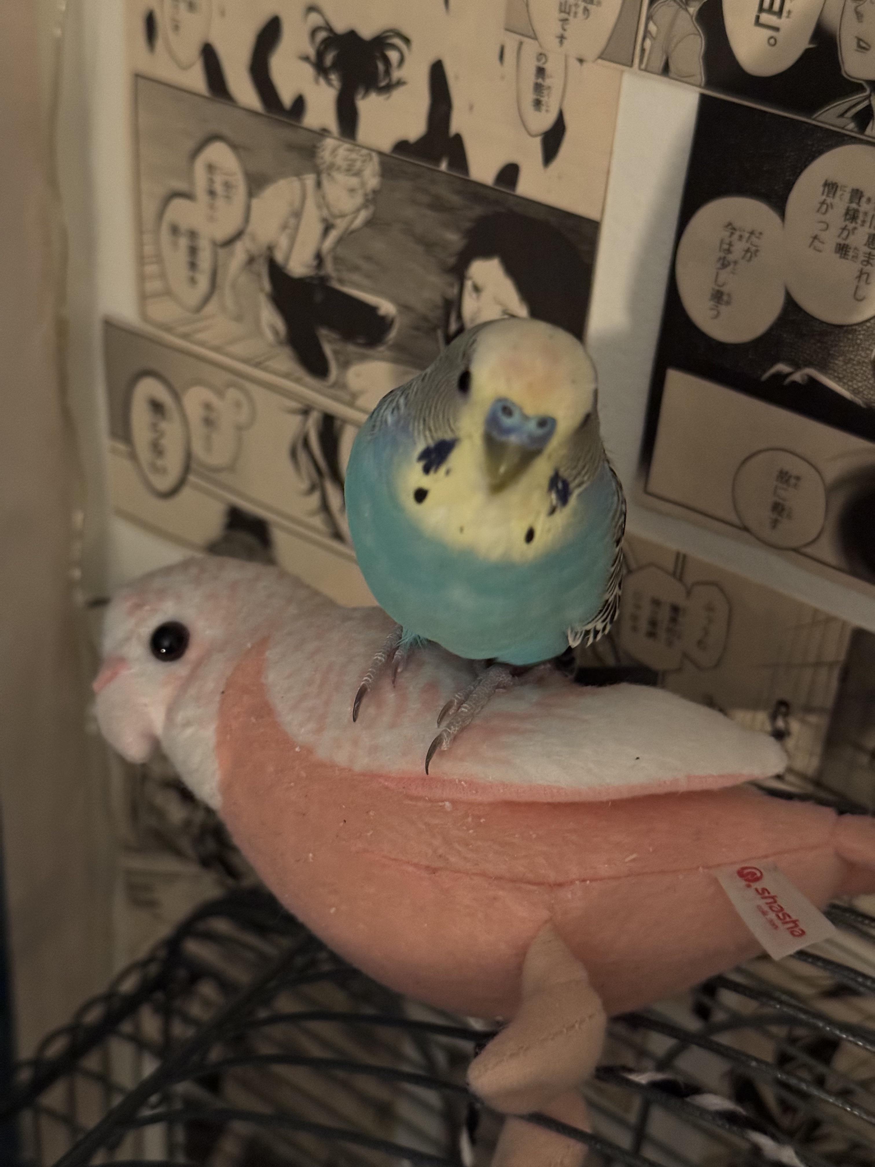 My borb | Scrolller