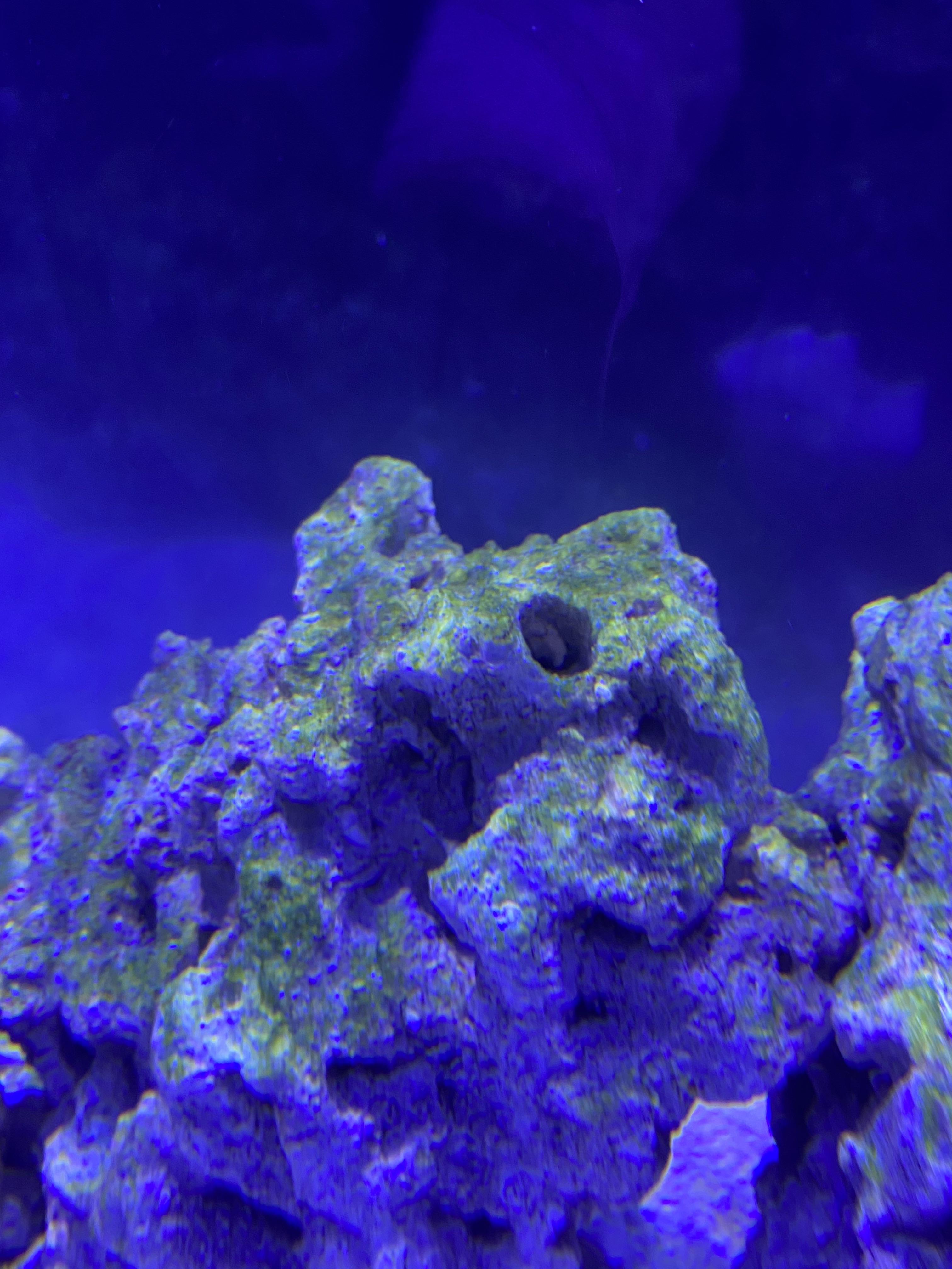 What kind of algae is this? | Scrolller