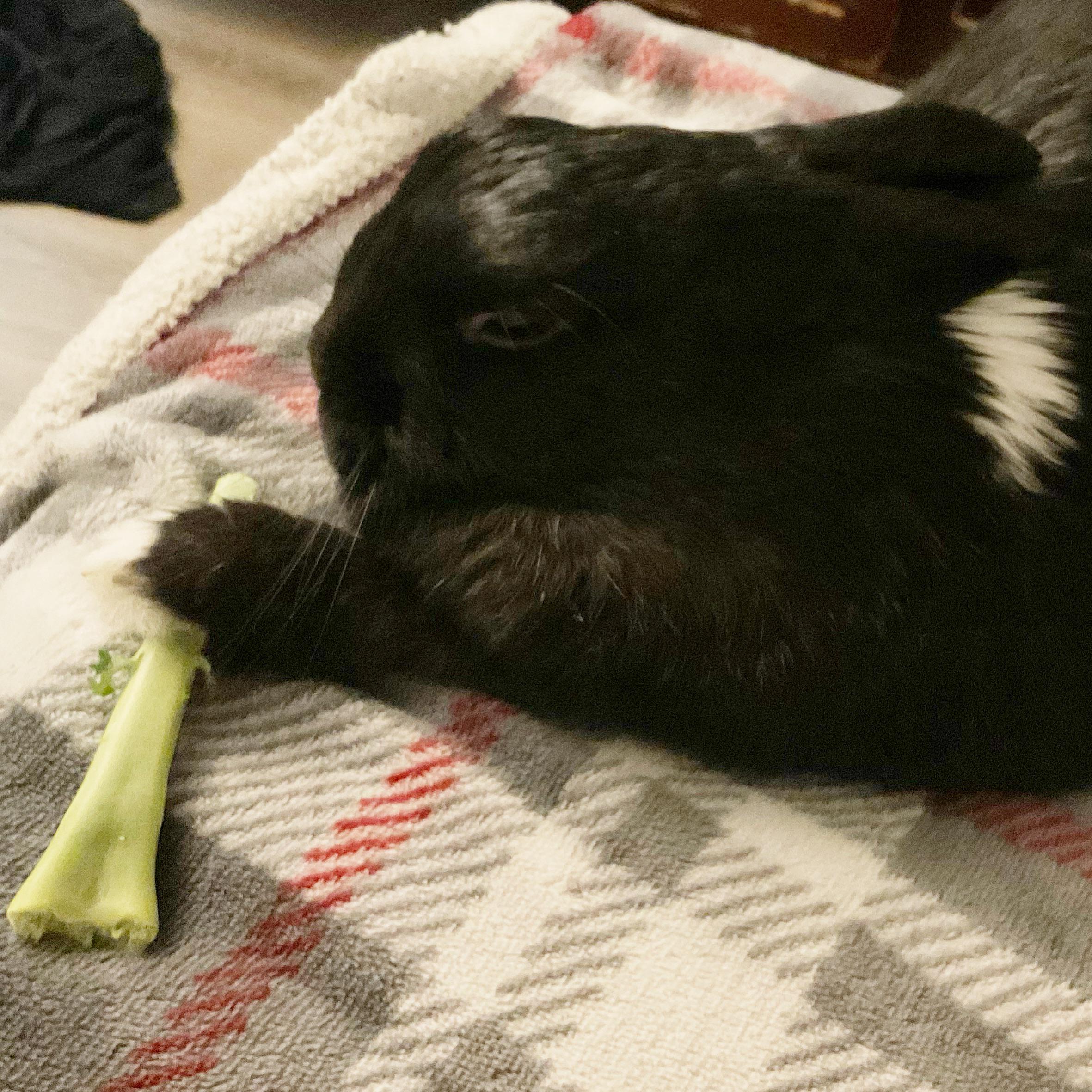 Global Murder Bun Uprising + Smol Angy Boi w/Makeshift Snacc-Weapon | Scrolller