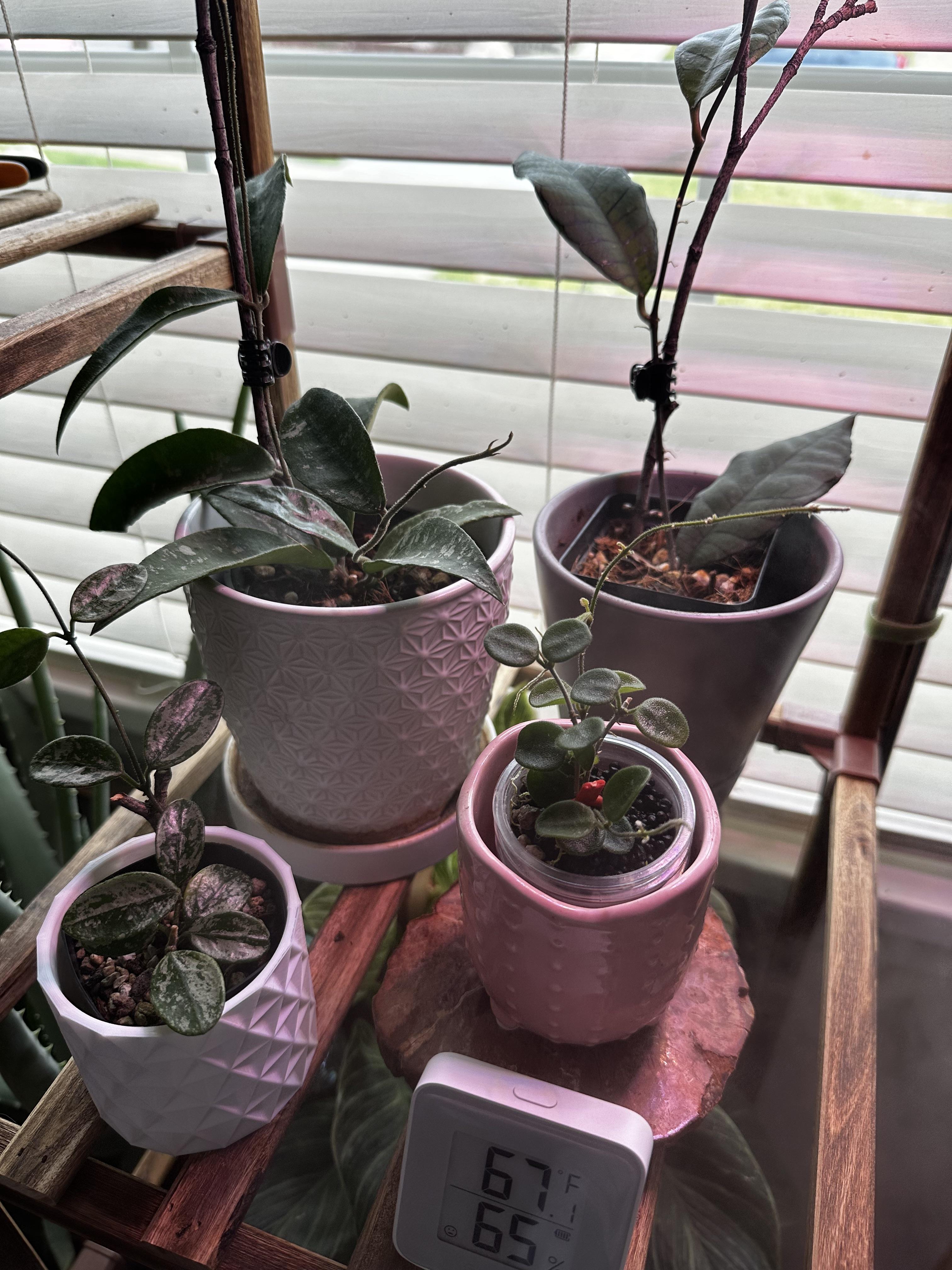 Some of my favorite new hoyas 🥰 | Scrolller