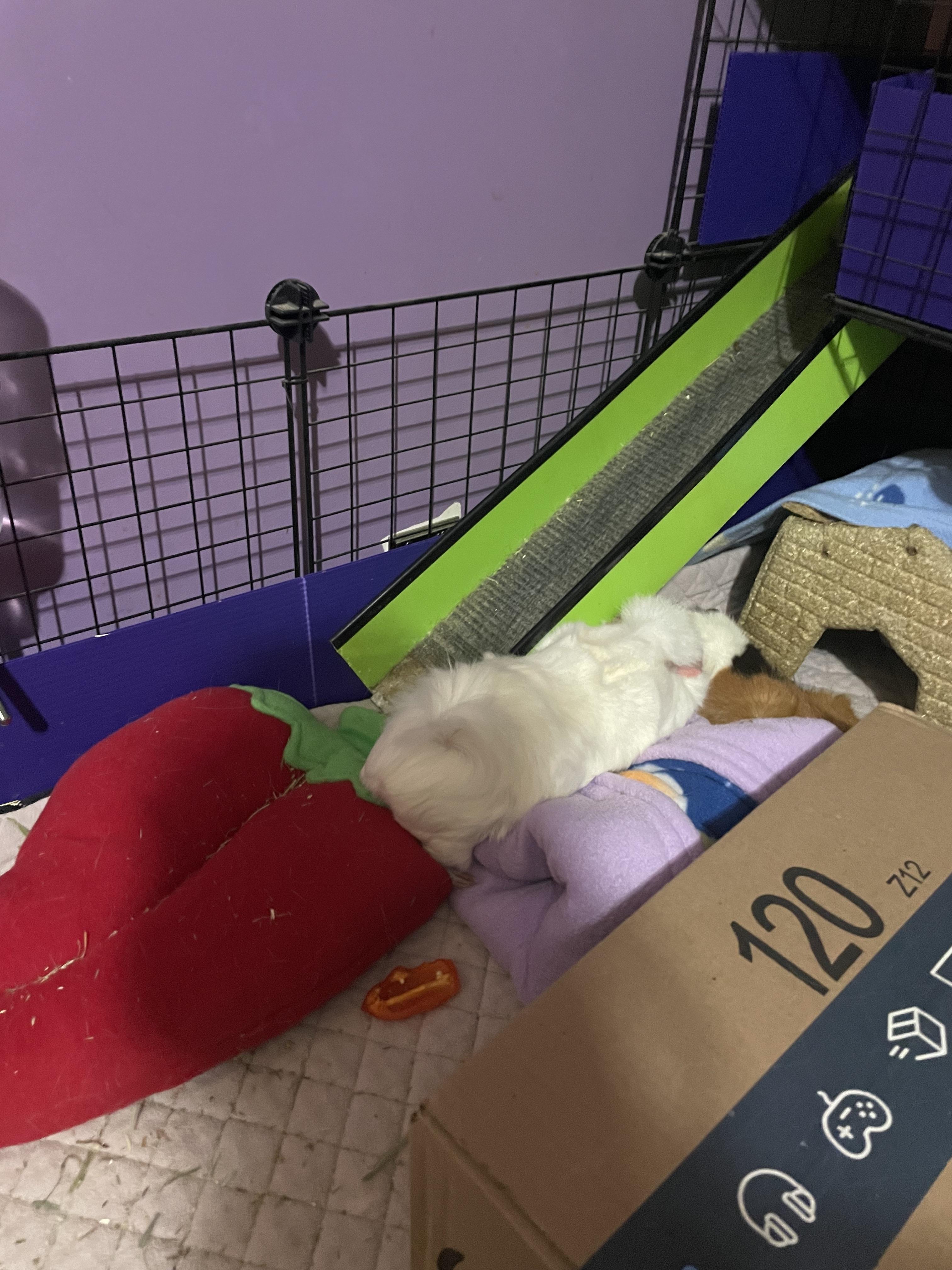 Derp potato | Scrolller