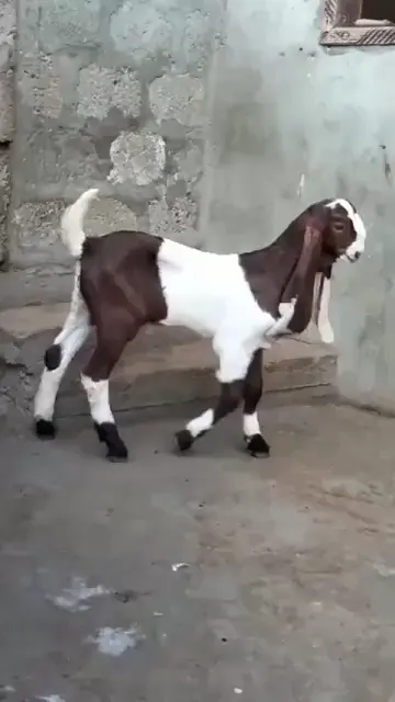 Goat Cinema | Scrolller