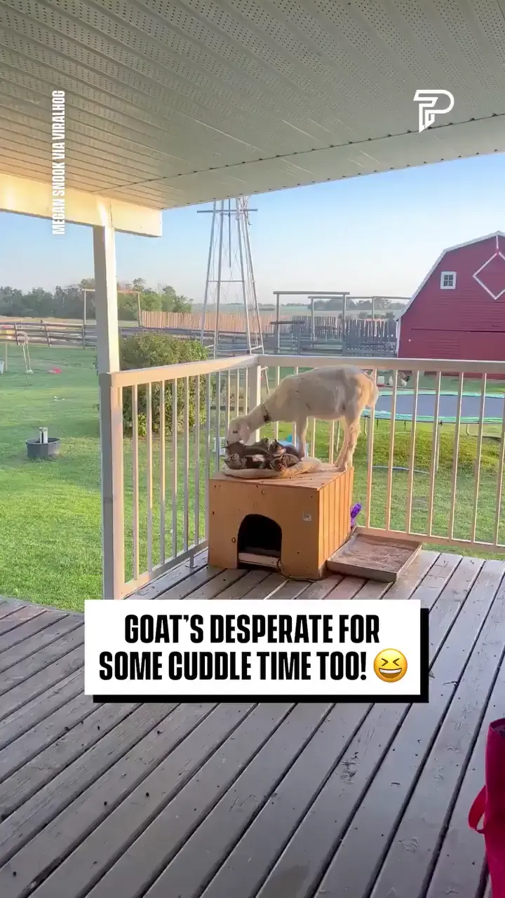 Goat Wanting Some Cat Cuddle Time | Scrolller