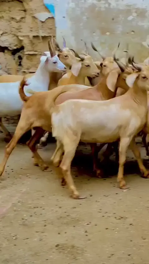 Discover more like Goats: Goats Show 🎪 and Related Content | Scrolller