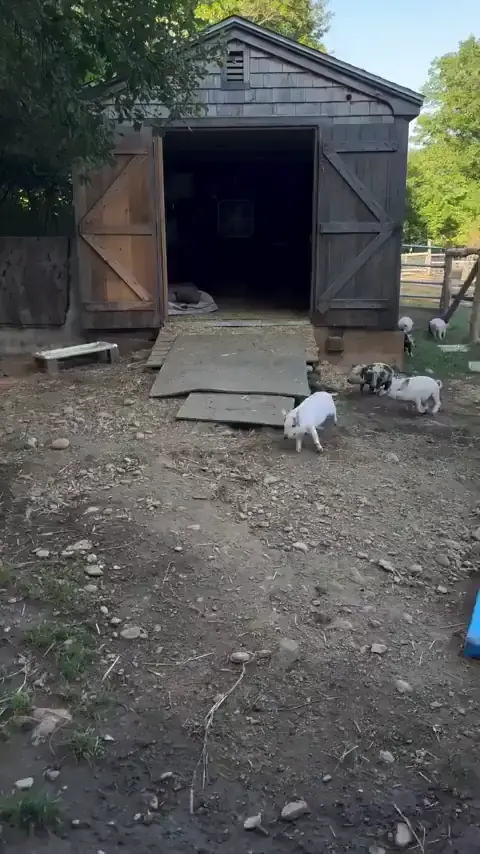 Going Hog Wild! | Scrolller