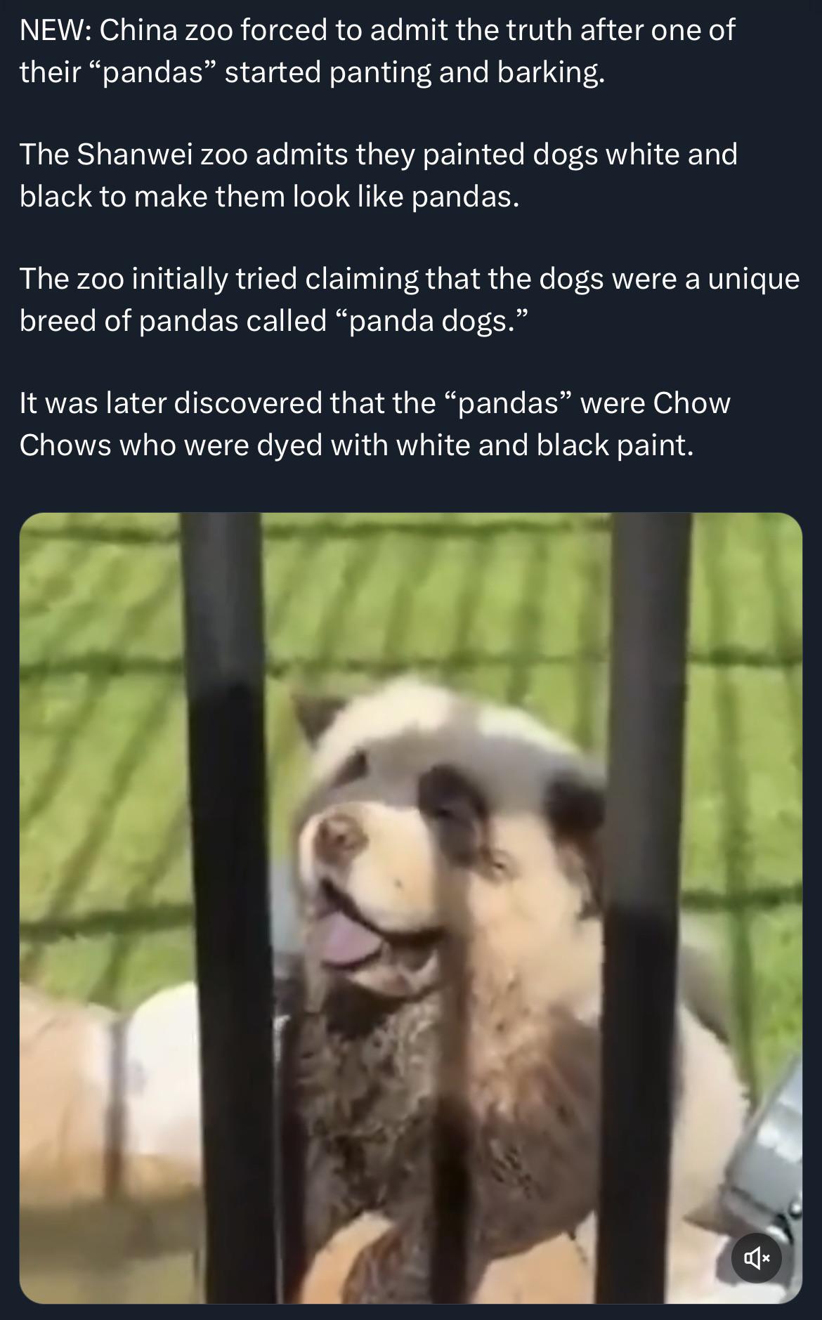 Good boy | Scrolller