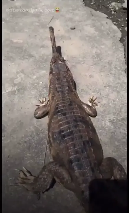 Good boy | Scrolller