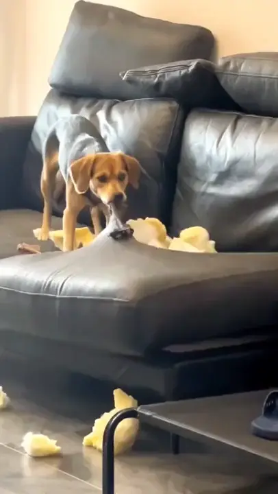 Good boy | Scrolller