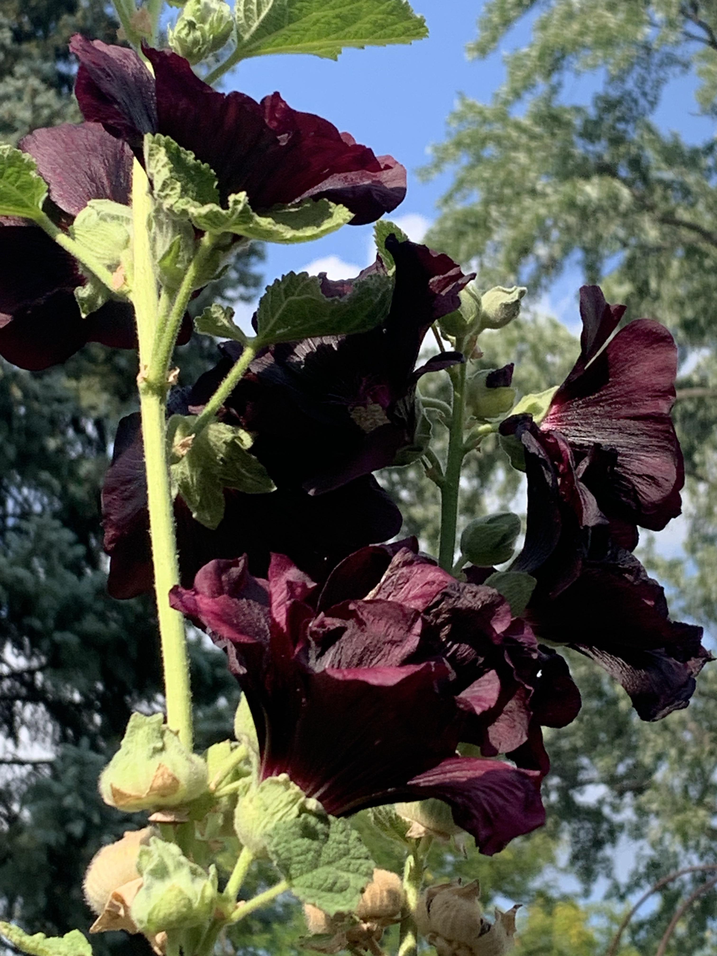 Goth Hollyhock seeds | Scrolller