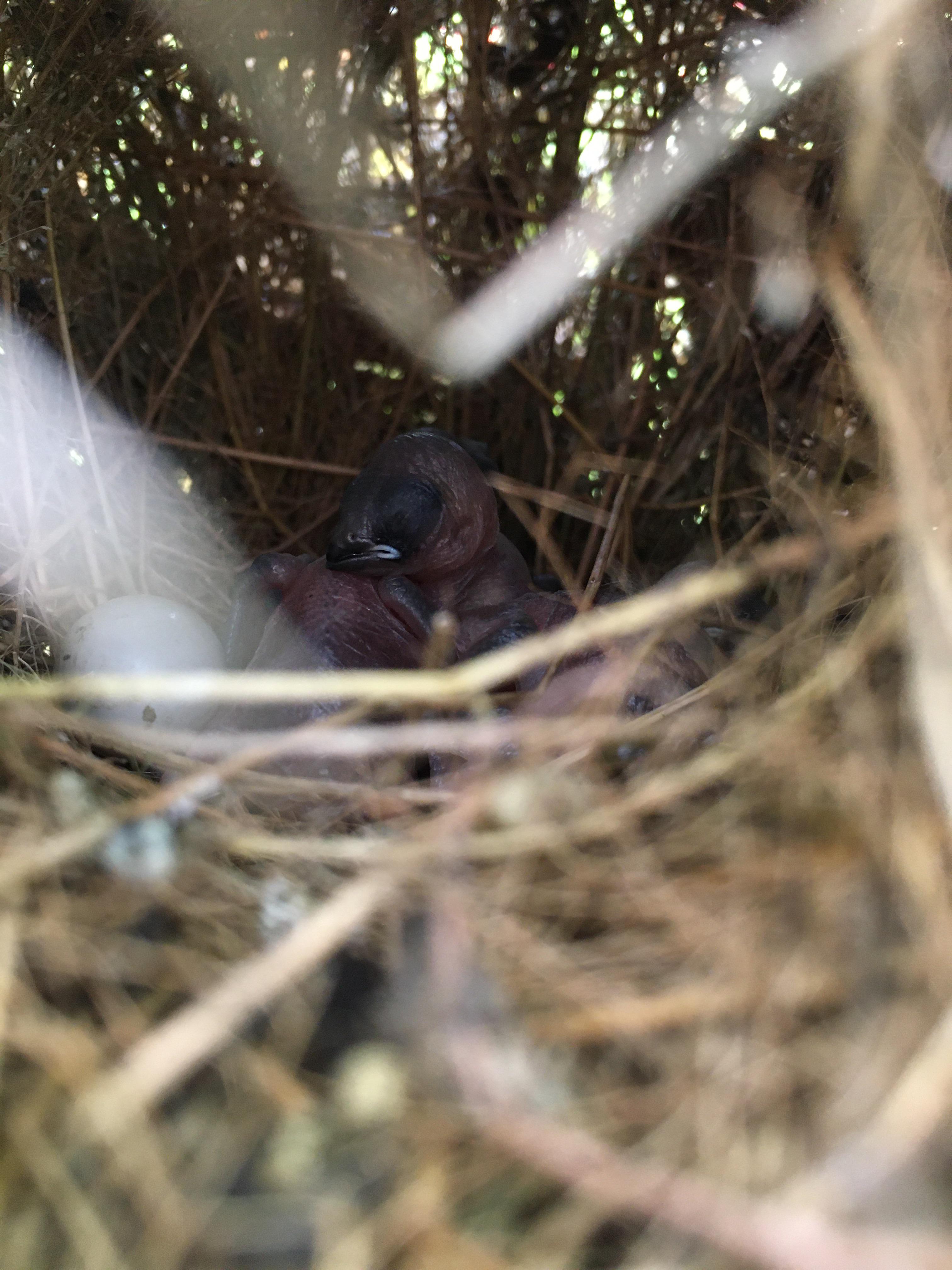 [OC] Saw these two baby birds on my backyard today