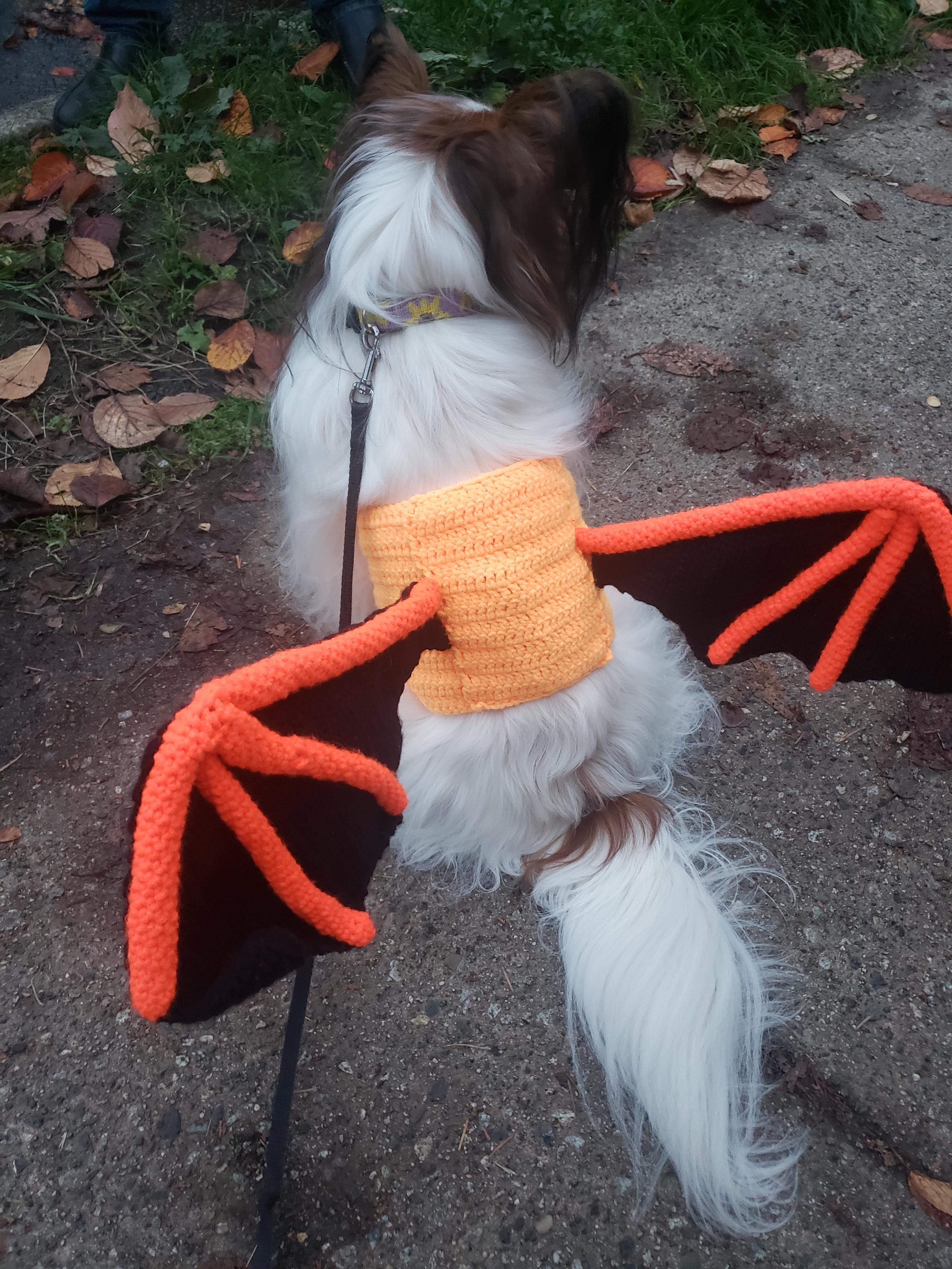 Happy Halloween everyone! Here's the costume I made my dog this year, its a Painted Bat ...