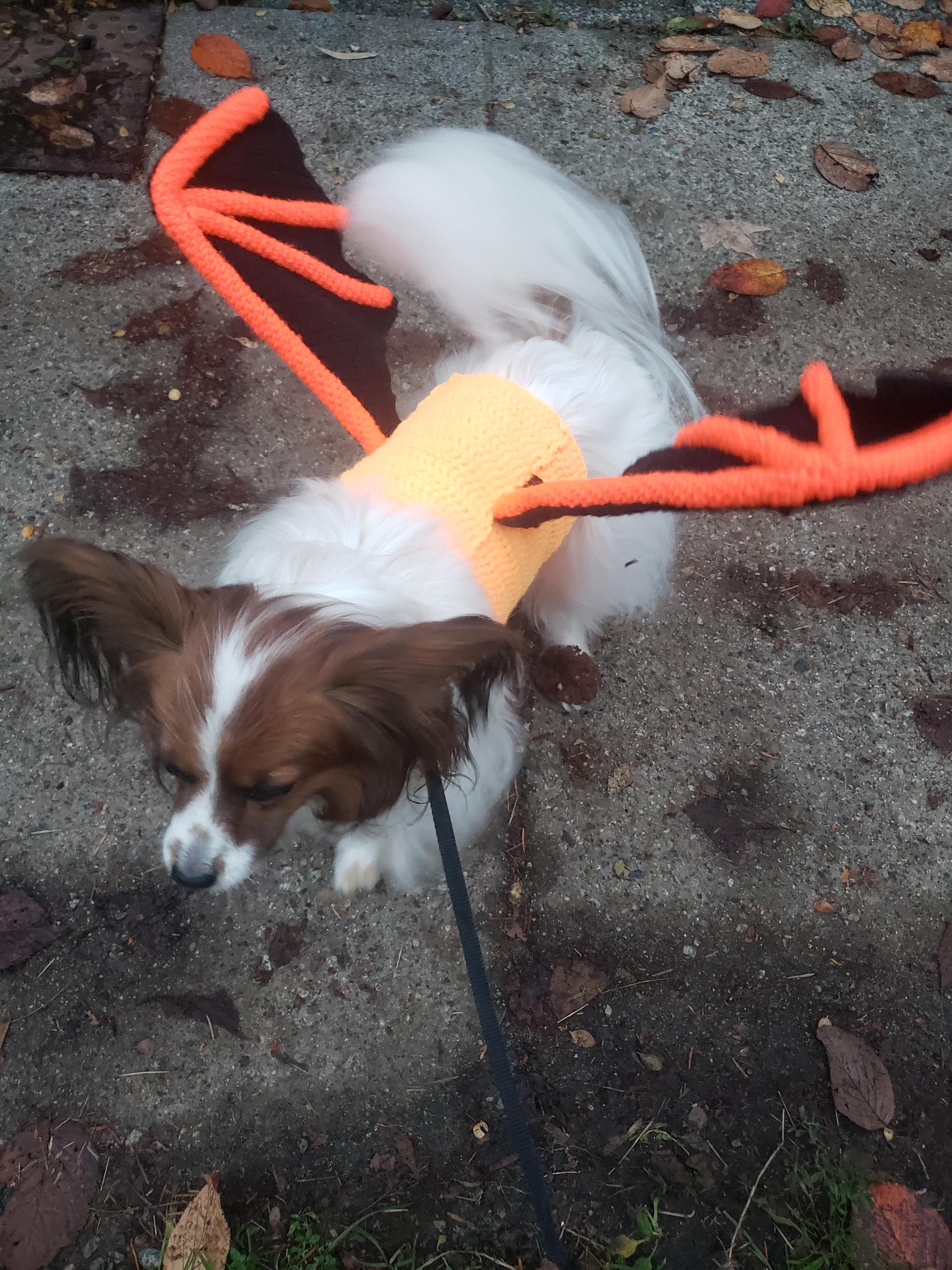 Happy Halloween everyone! Here's the costume I made my dog this year, its a Painted Bat ...