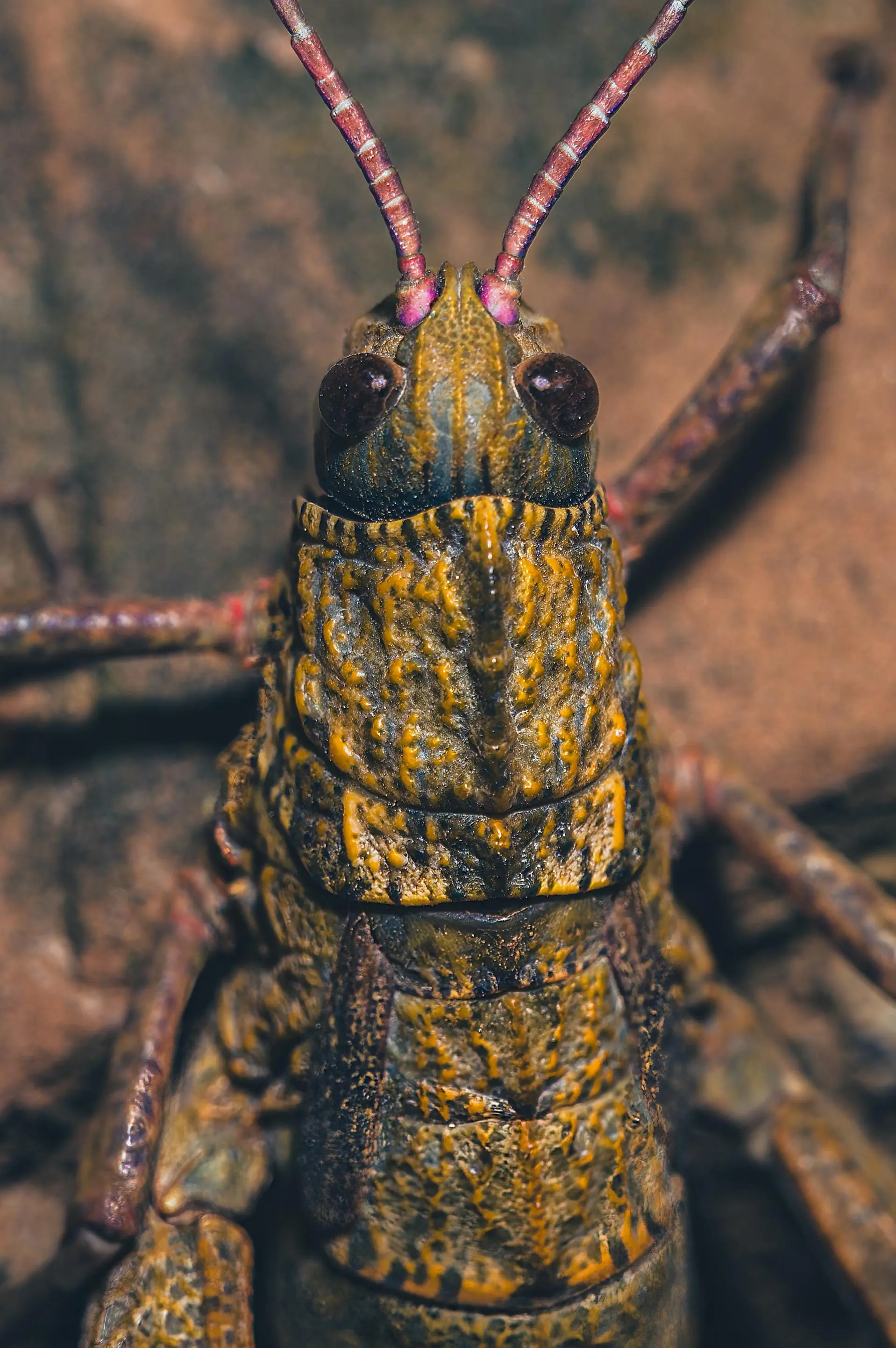 Grasshopper [OC] | Scrolller