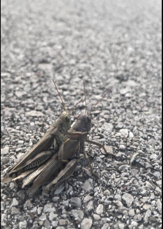 Grasshoppers | Scrolller