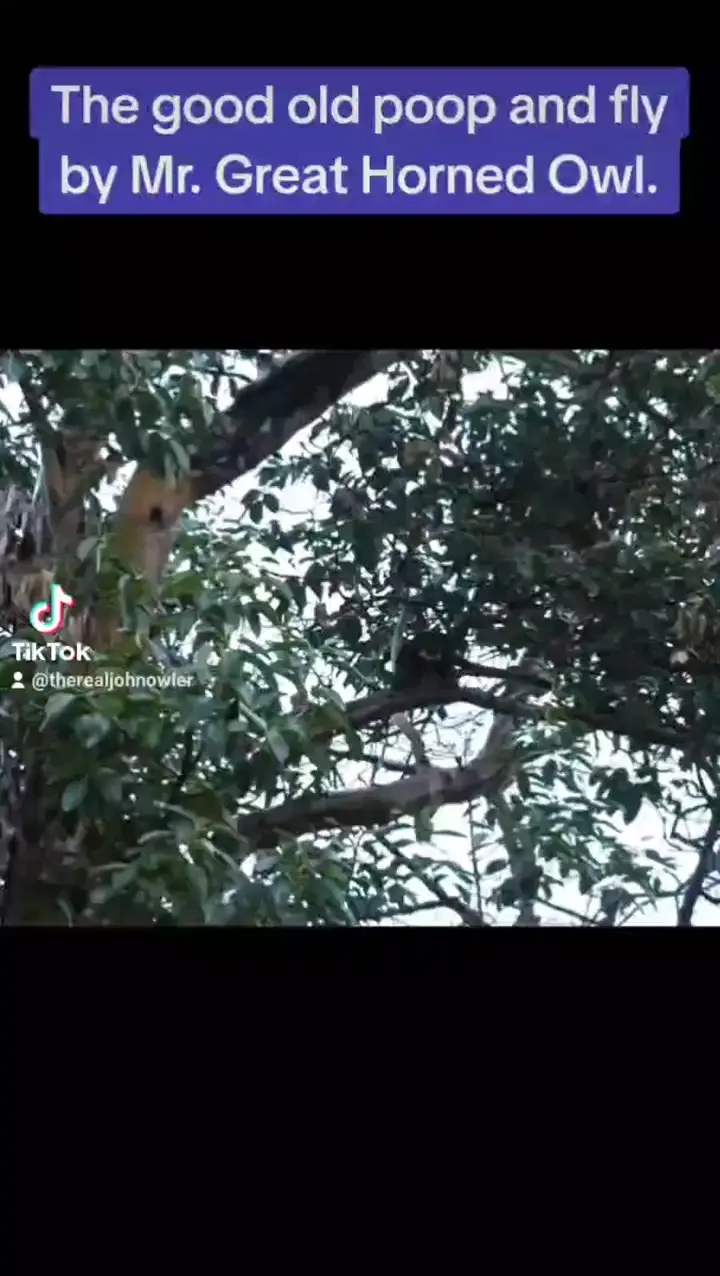 Great Horned Owl flying | Scrolller