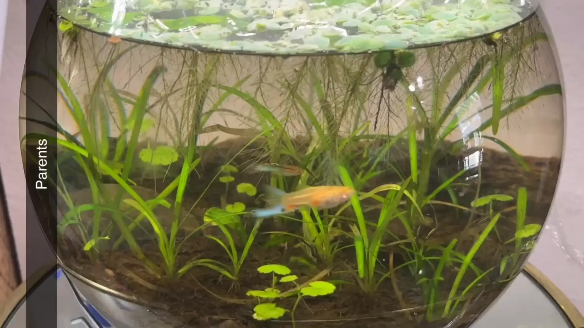 Green guppy mutt genetics | Scrolller