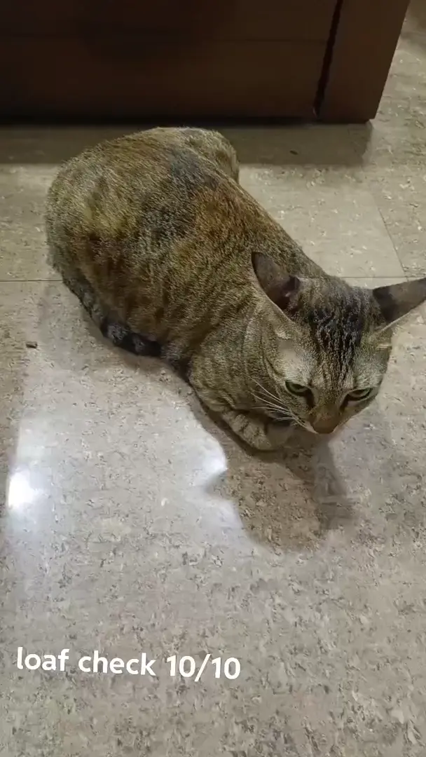 Discover more like Loaf: Green loaf check and Related Content | Scrolller