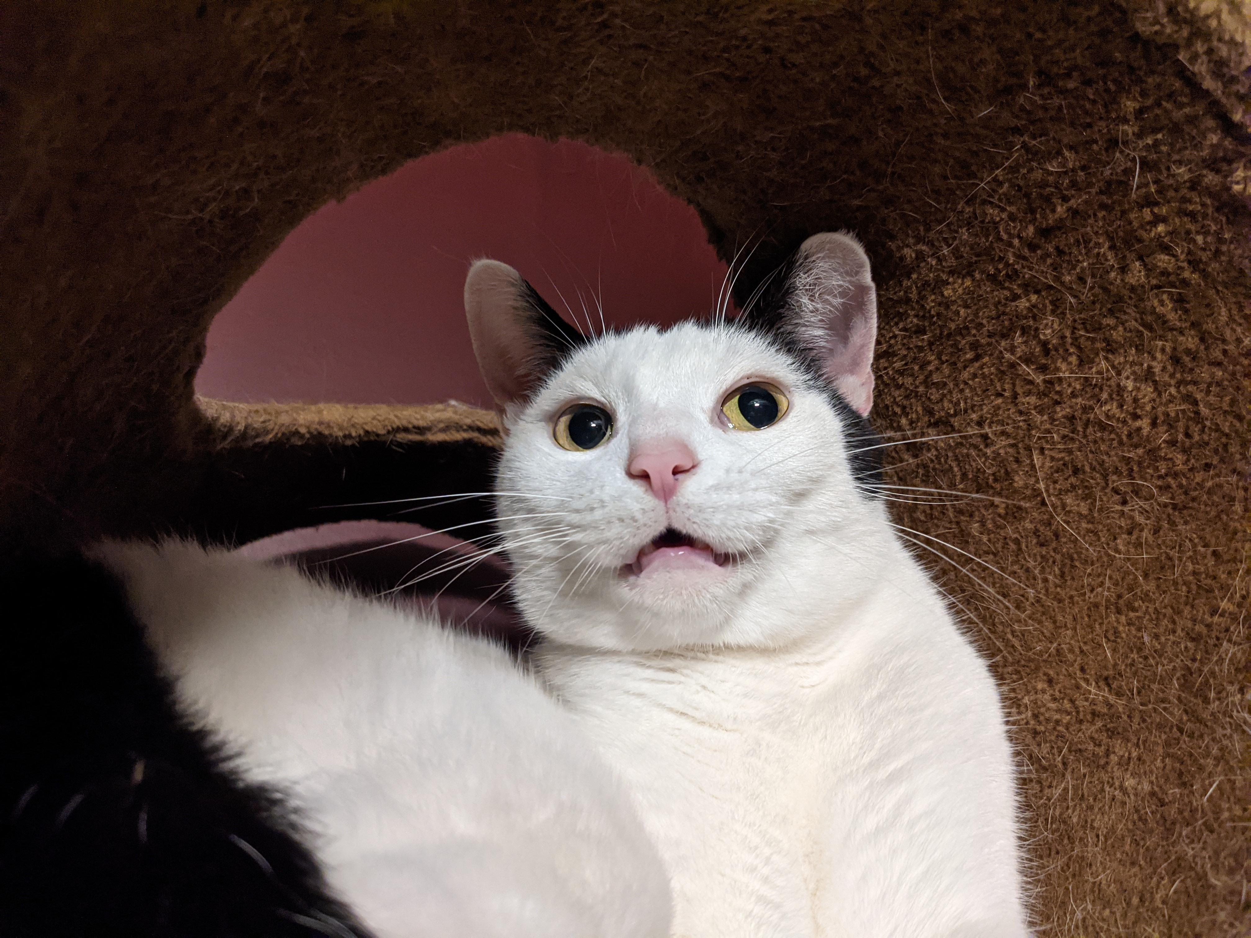 Greg's call cannot be completed as dialed | Scrolller