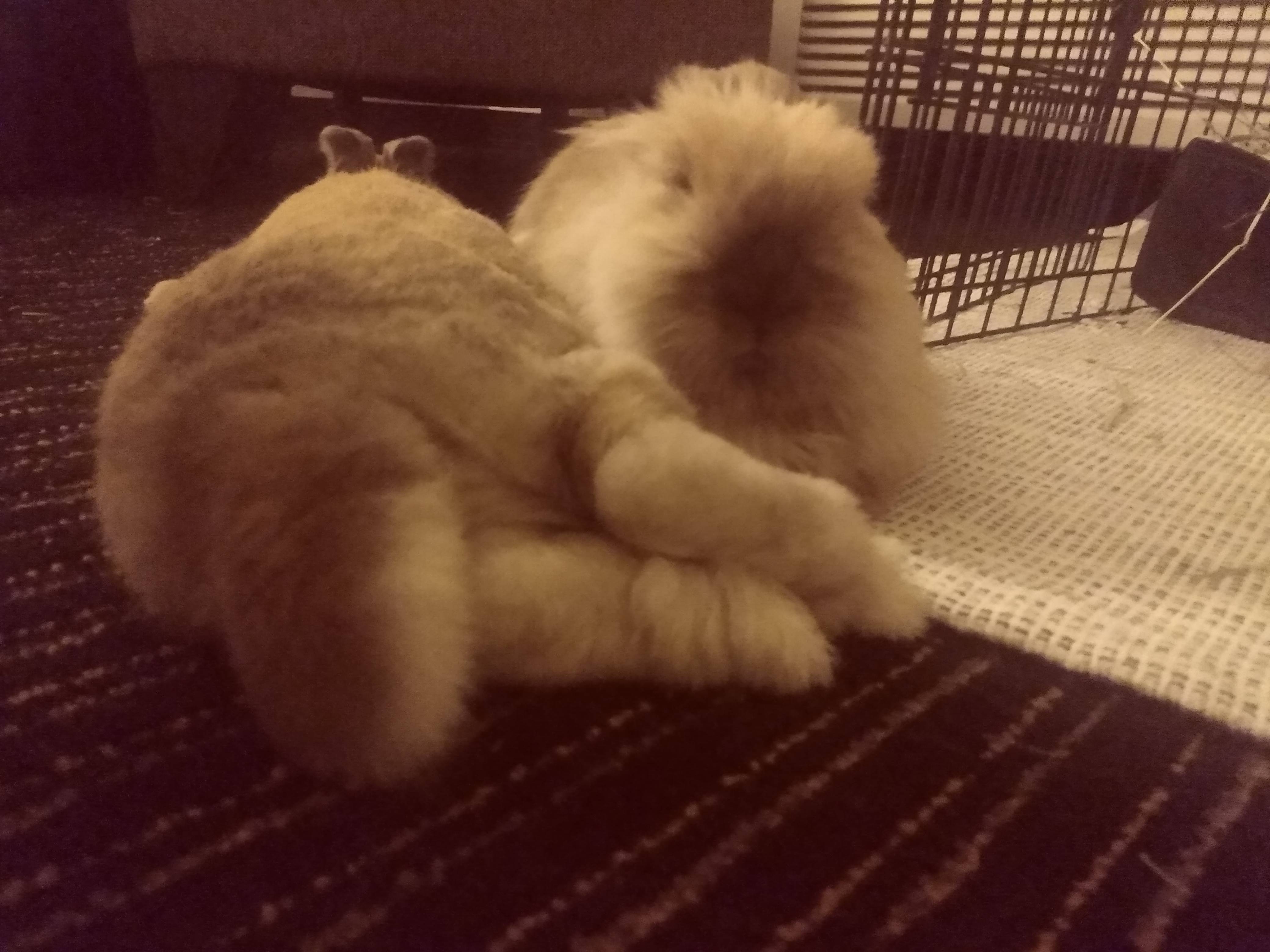 Gretchen fleets | Scrolller