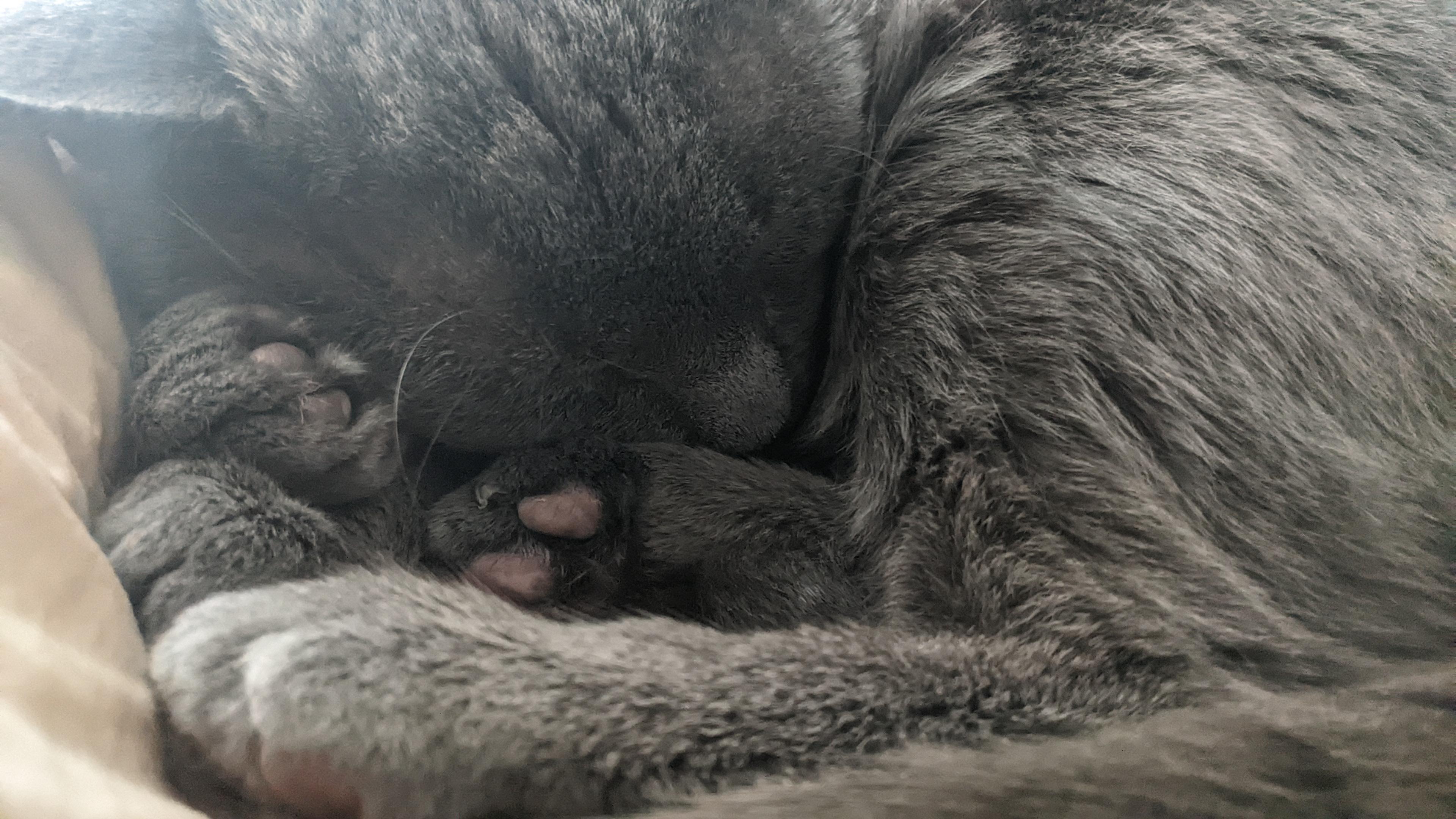 Grey cat, pink beans | Scrolller