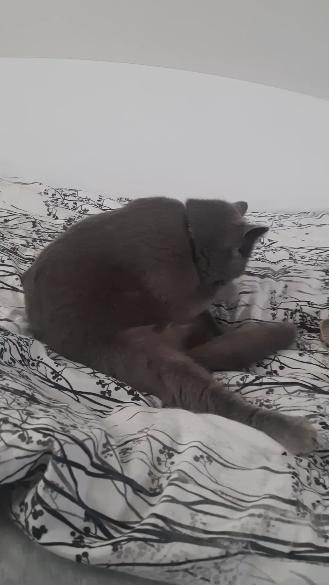 Grooming | Scrolller