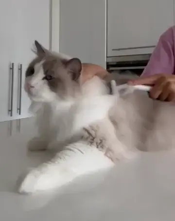 Grooming day | Scrolller