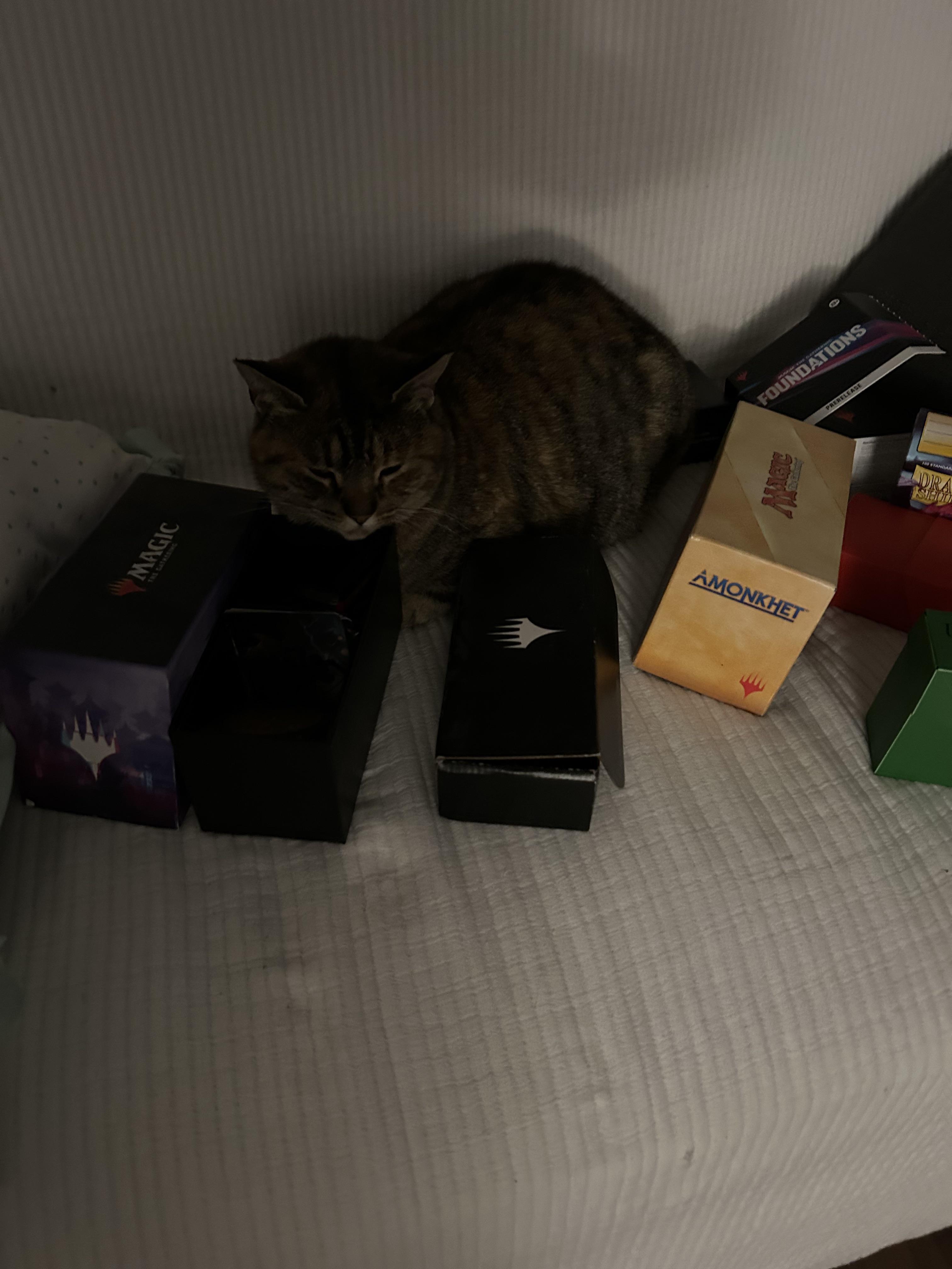 My Cat guarding my cards | Scrolller